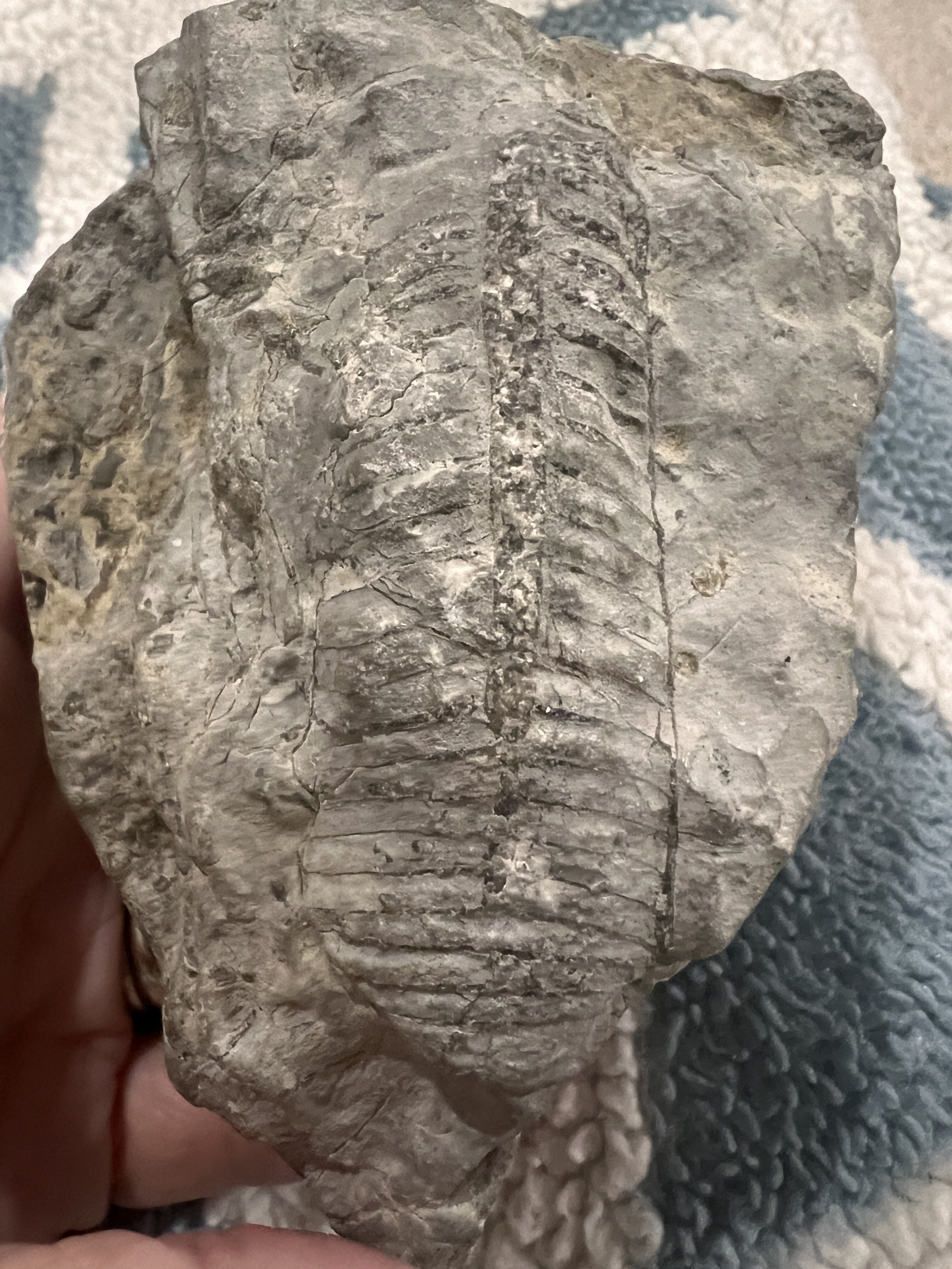 Unidentified fossil found in Nashville, TN - Fossil ID - The Fossil Forum