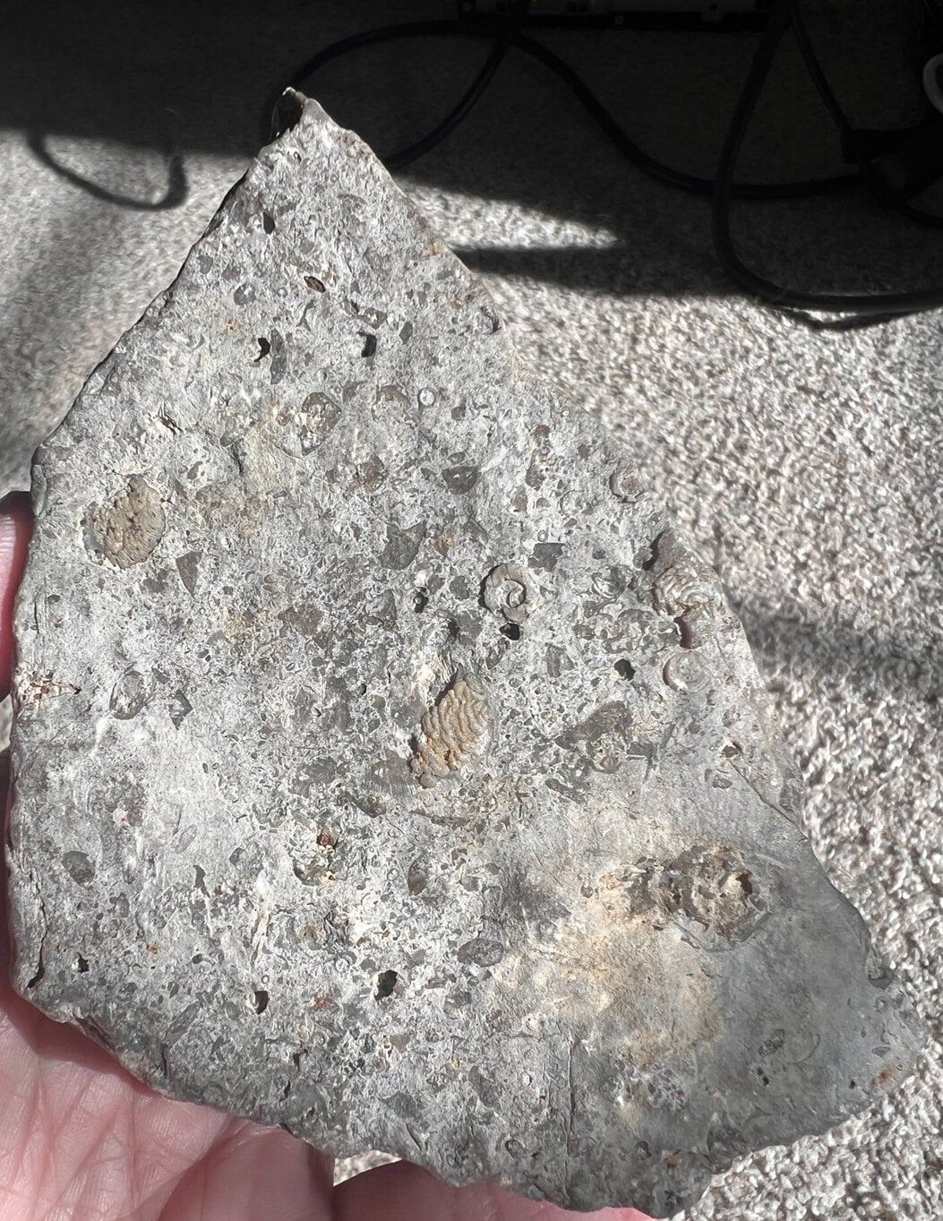 Unidentified fossil found in Nashville, TN - Fossil ID - The Fossil Forum