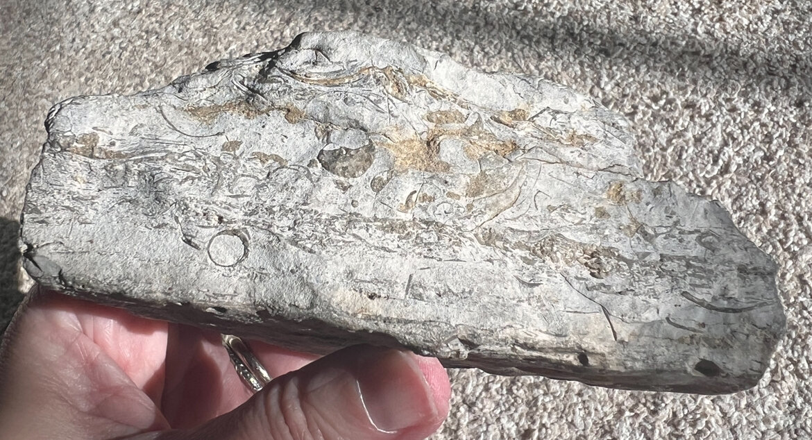 Unidentified fossil found in Nashville, TN - Fossil ID - The Fossil Forum