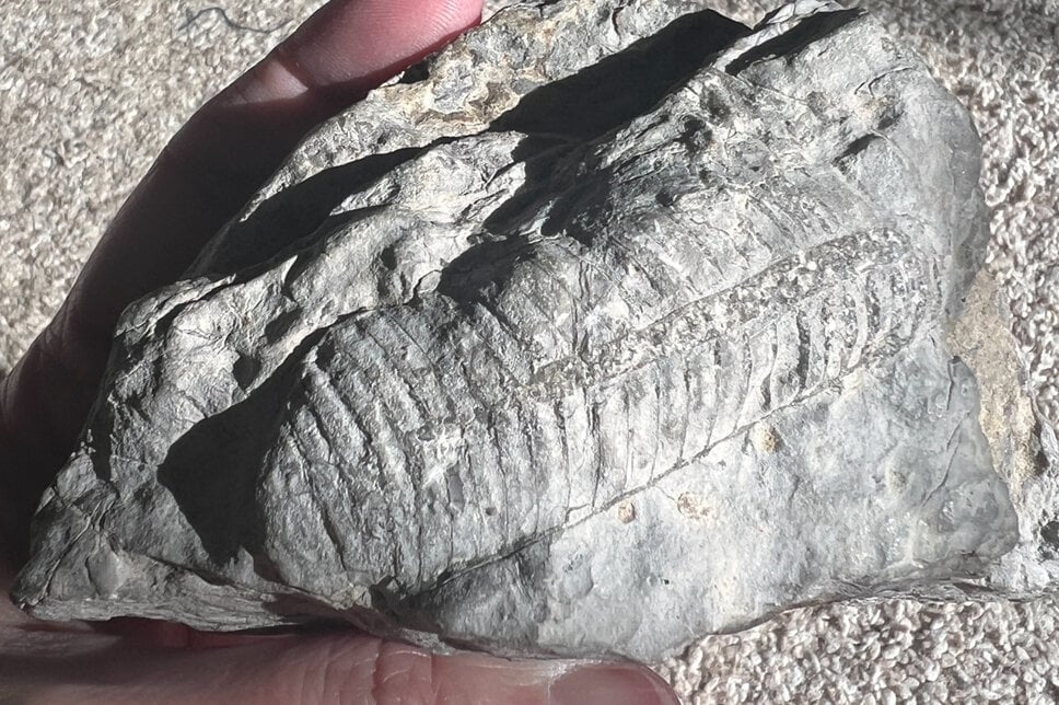 Unidentified fossil found in Nashville, TN - Fossil ID - The Fossil Forum