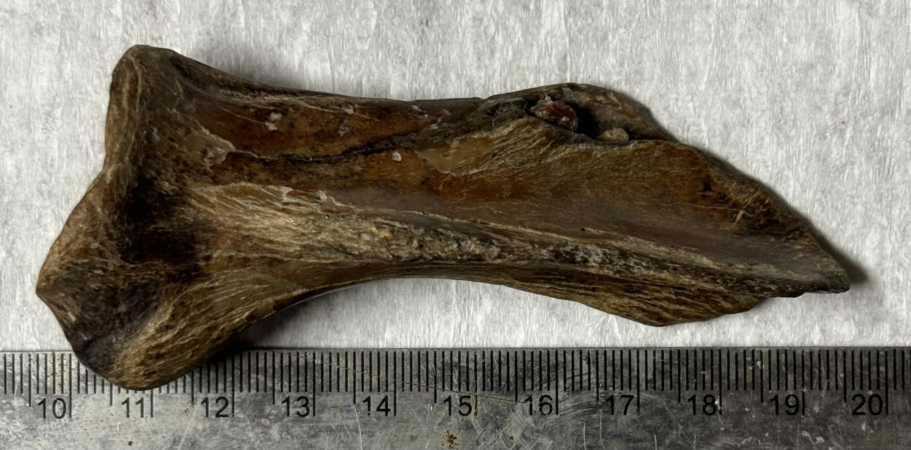 Bone ID? - Fossil ID - The Fossil Forum