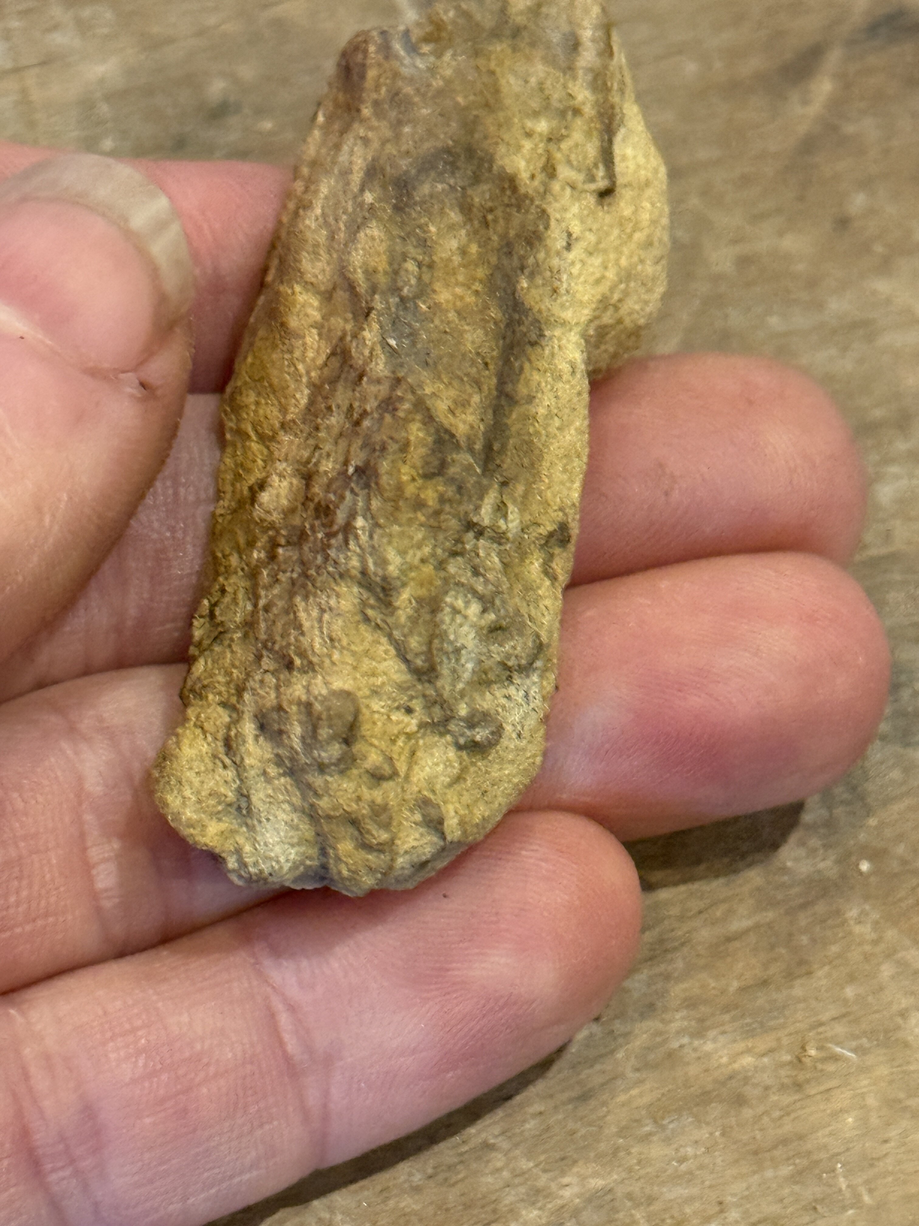 Is this fossilised remains or mineral deposits? - Fossil ID - The ...