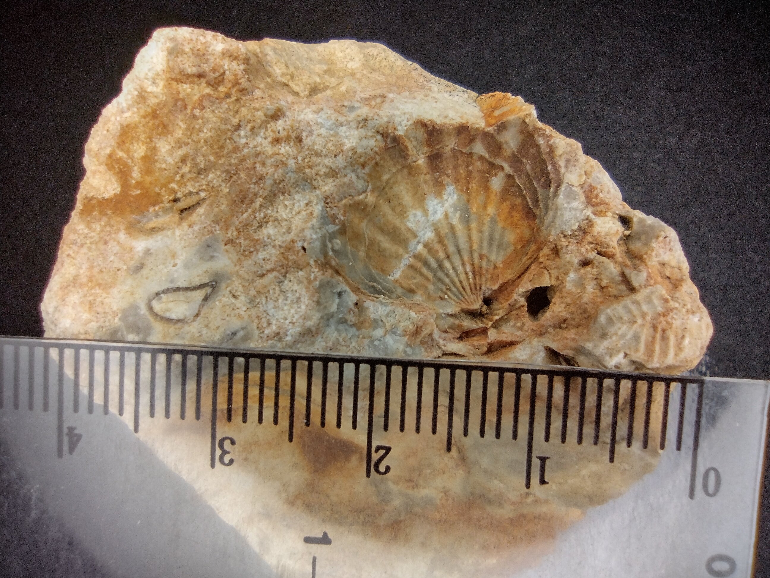 Western Tennessee Fossil IDs - Fossil ID - The Fossil Forum
