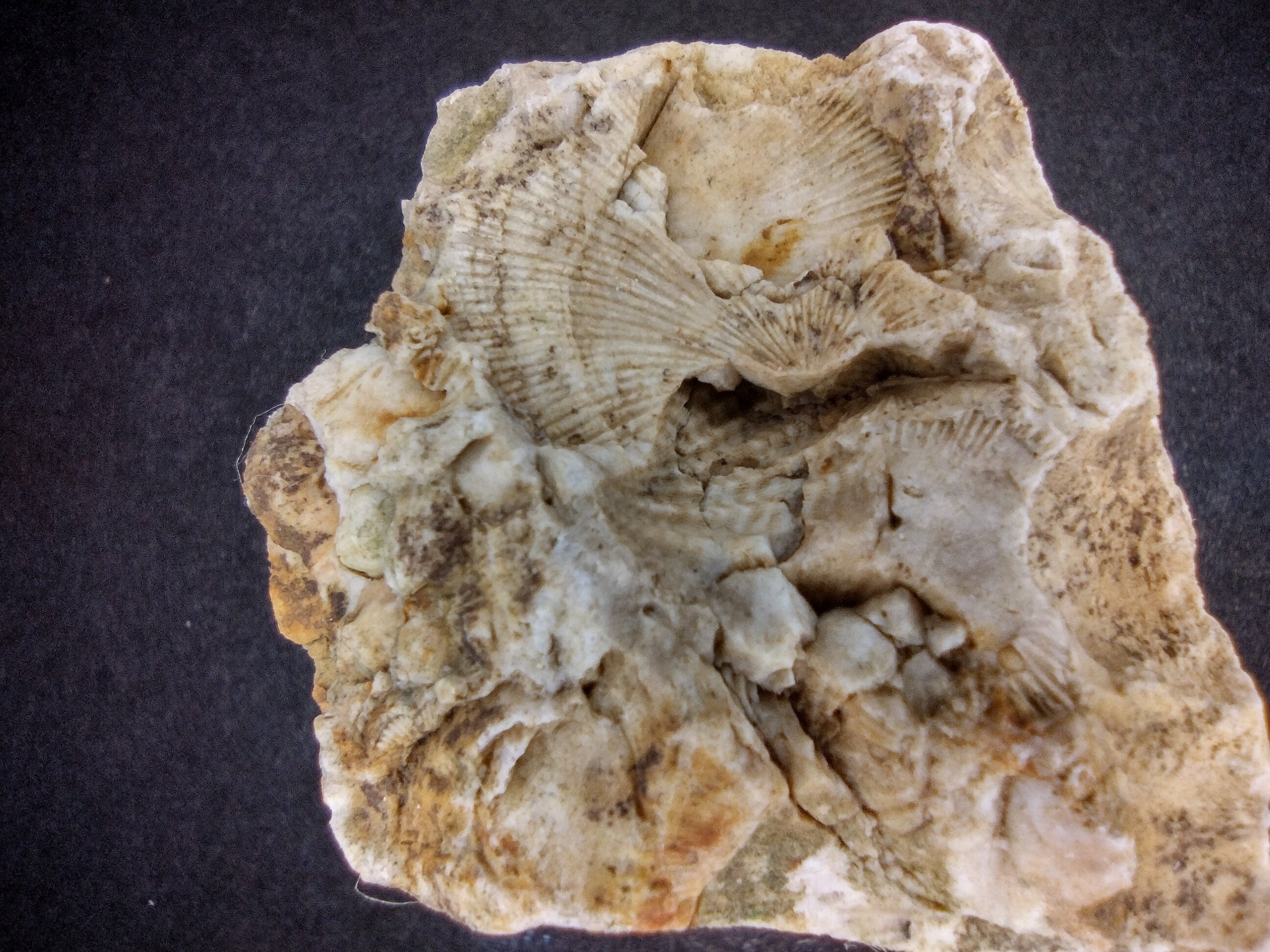 Western Tennessee Fossil IDs - Fossil ID - The Fossil Forum