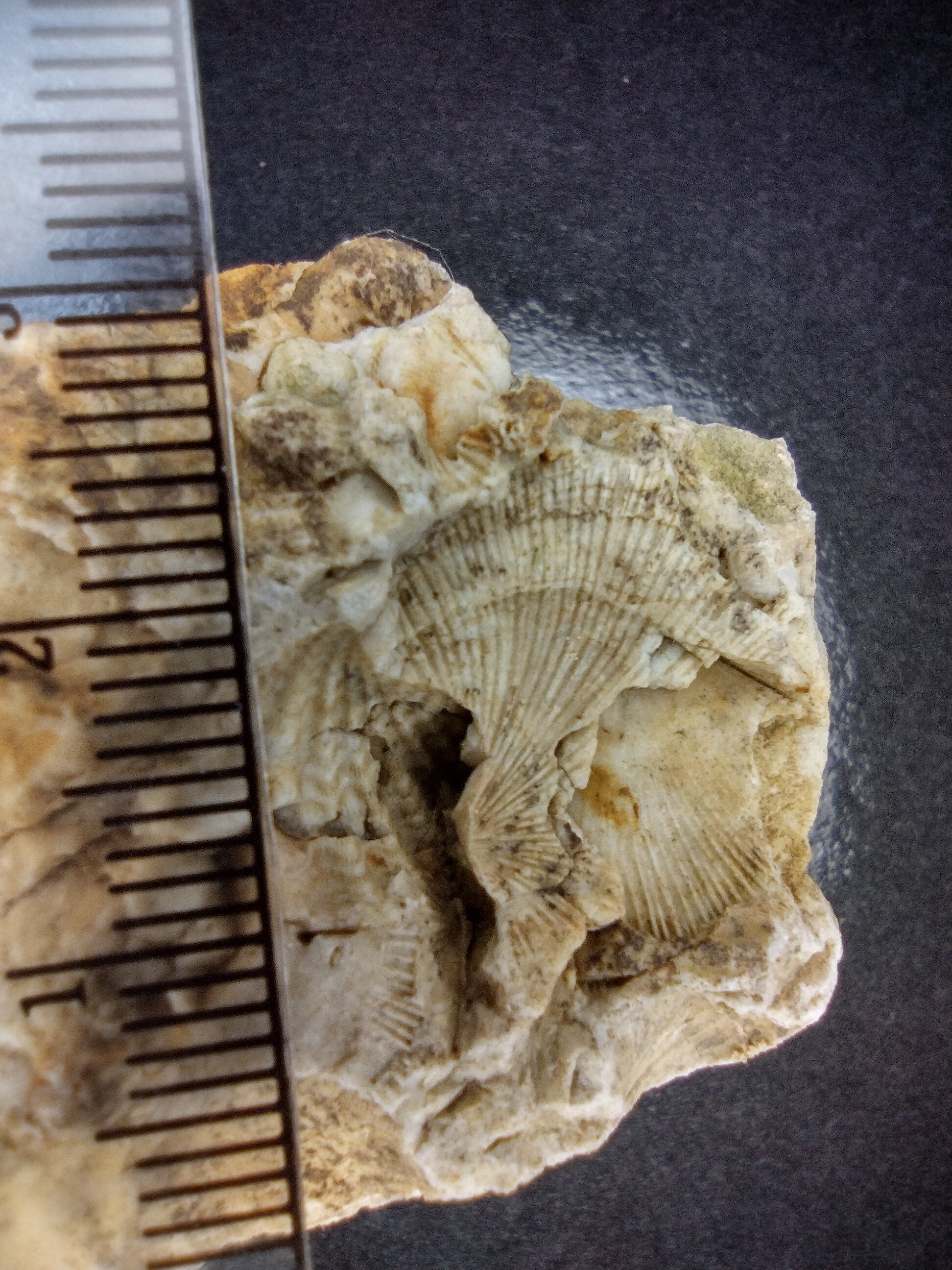 Western Tennessee Fossil IDs - Fossil ID - The Fossil Forum