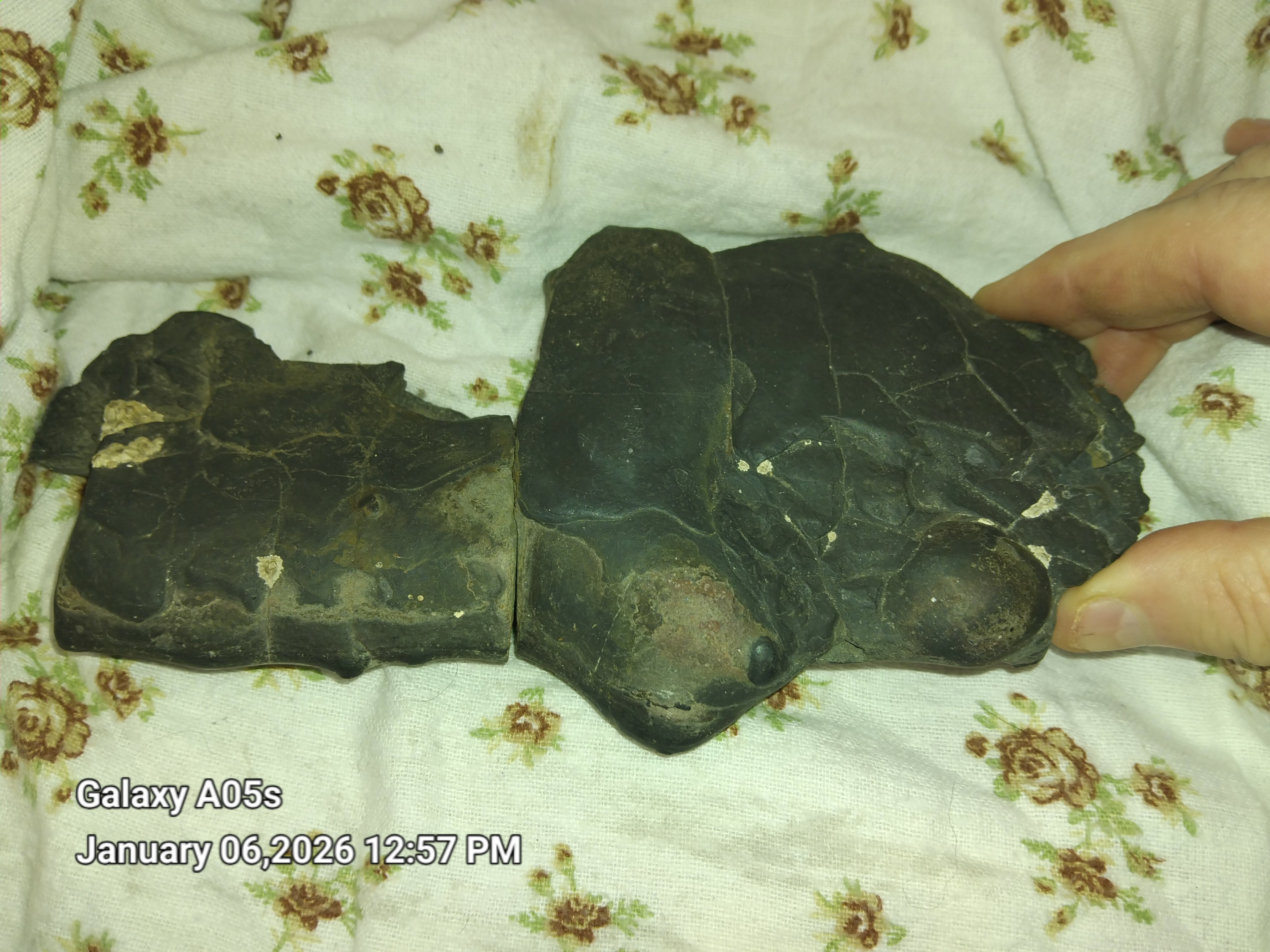 Possible fossil - Fossil ID - The Fossil Forum