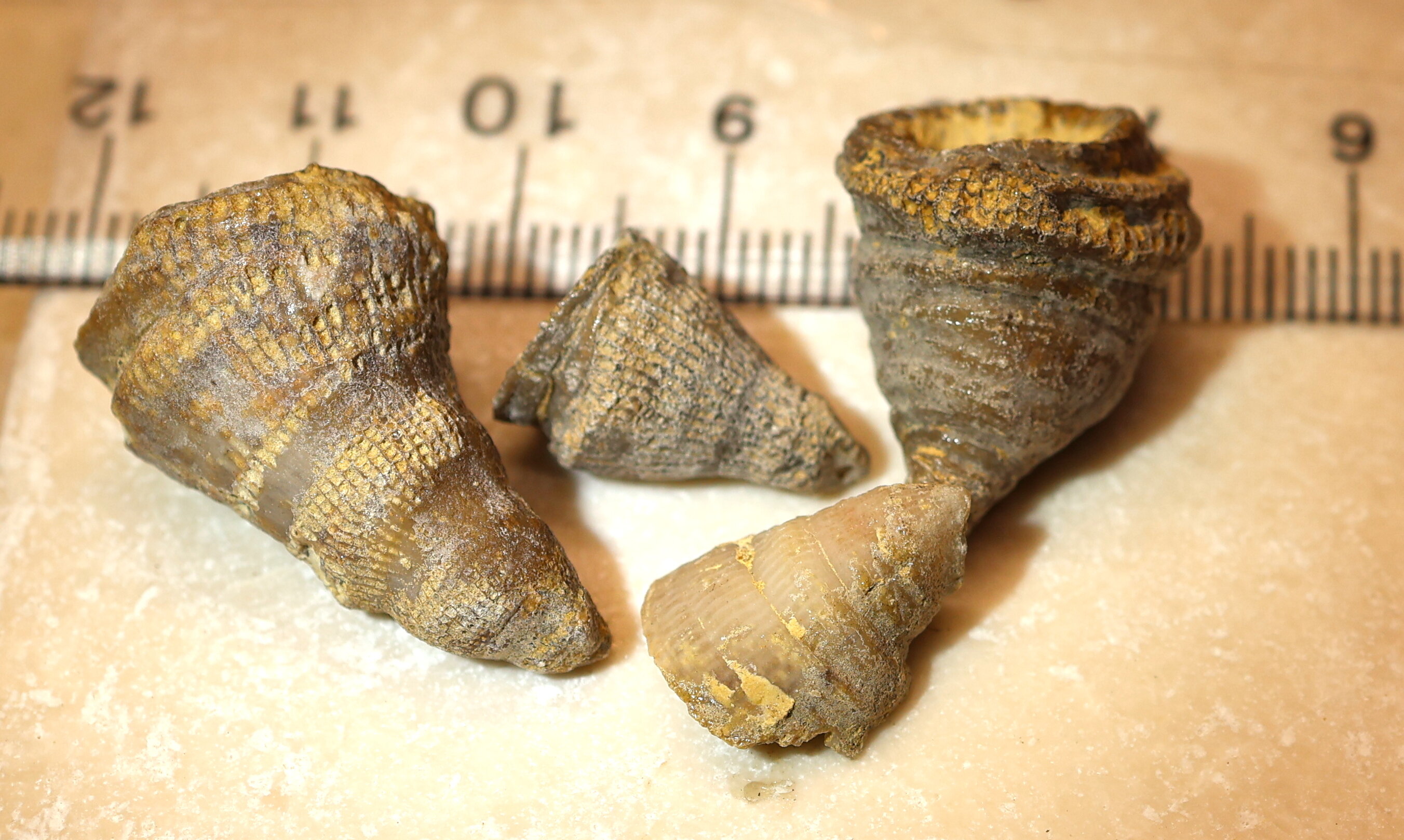Two Cerro Gordo / Devonian Unknowns - Fossil ID - The Fossil Forum