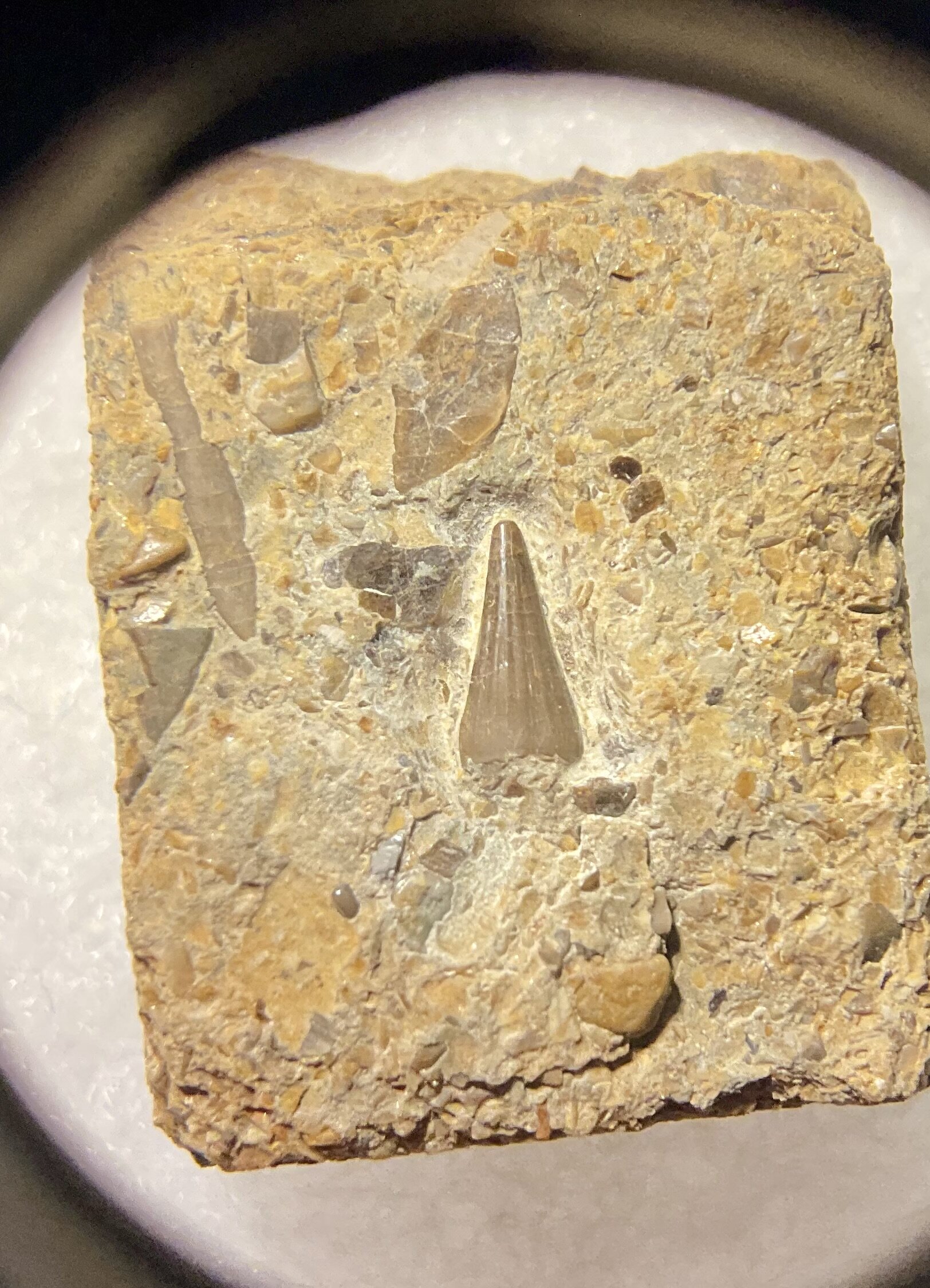 Muschelkalk marine reptile tooth - Fossil ID - The Fossil Forum