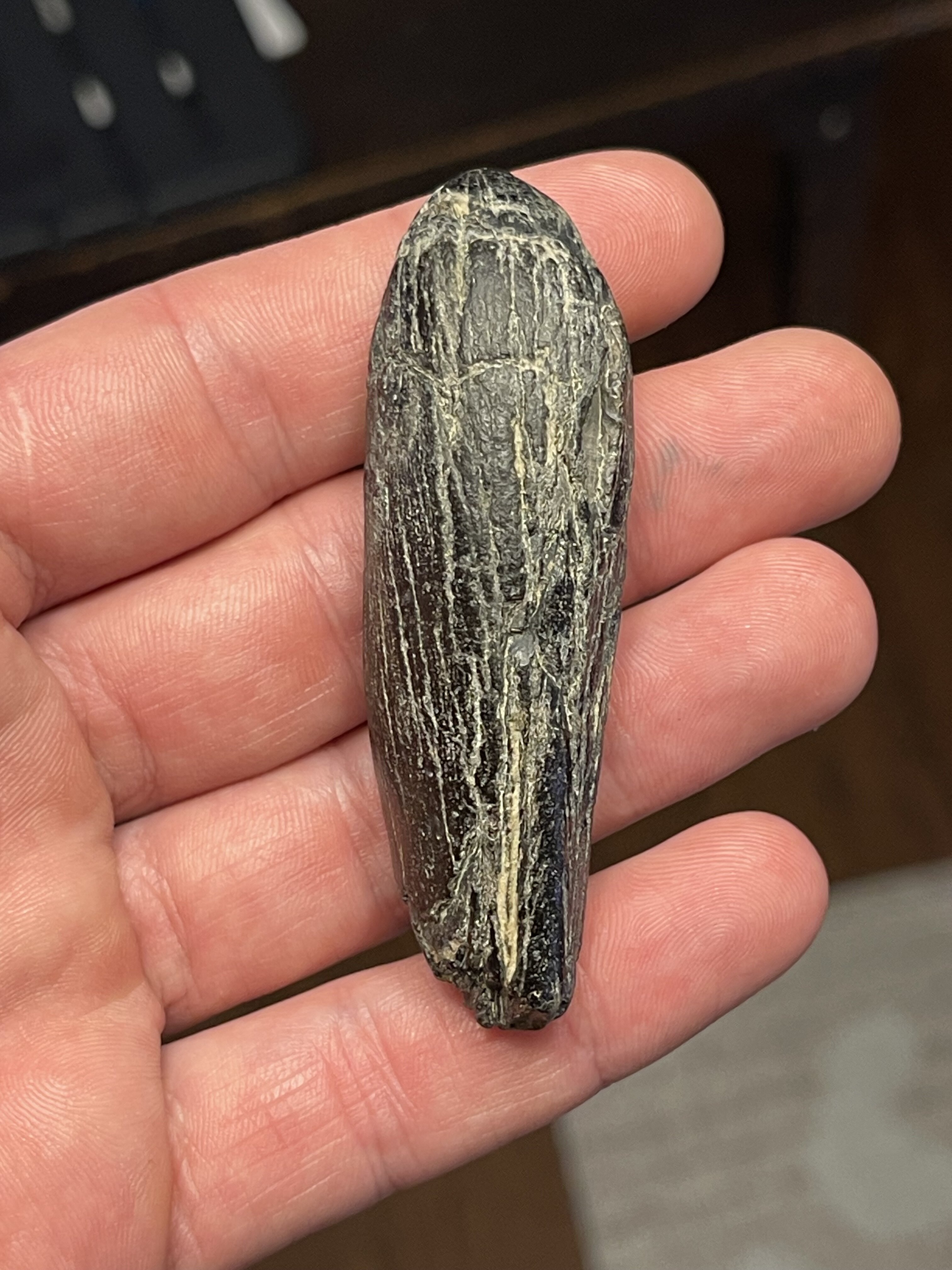Miocene whale tooth? - Fossil ID - The Fossil Forum