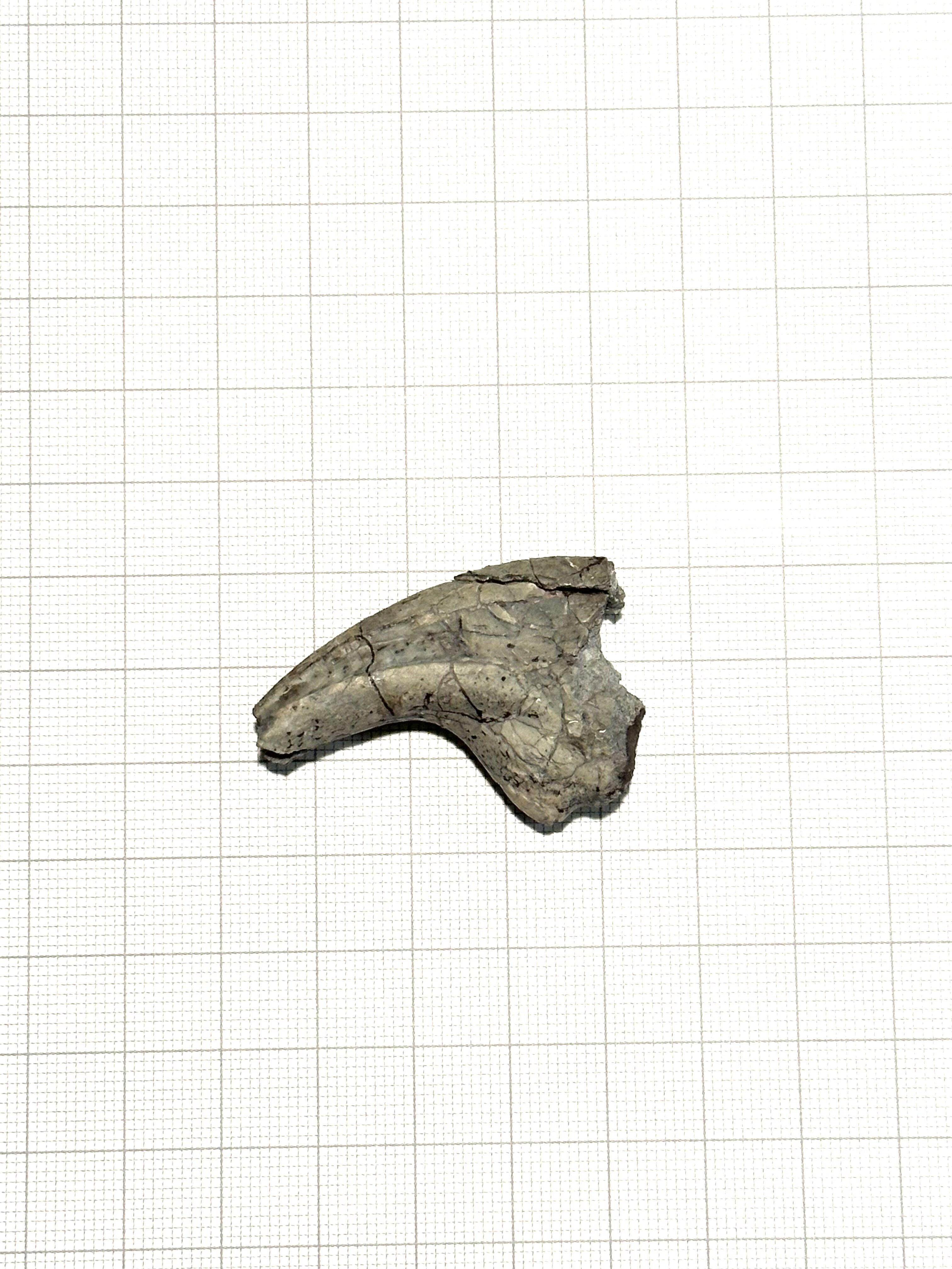Cloverly Formation Theropod Claw Identification Help Needed - Fossil ID ...
