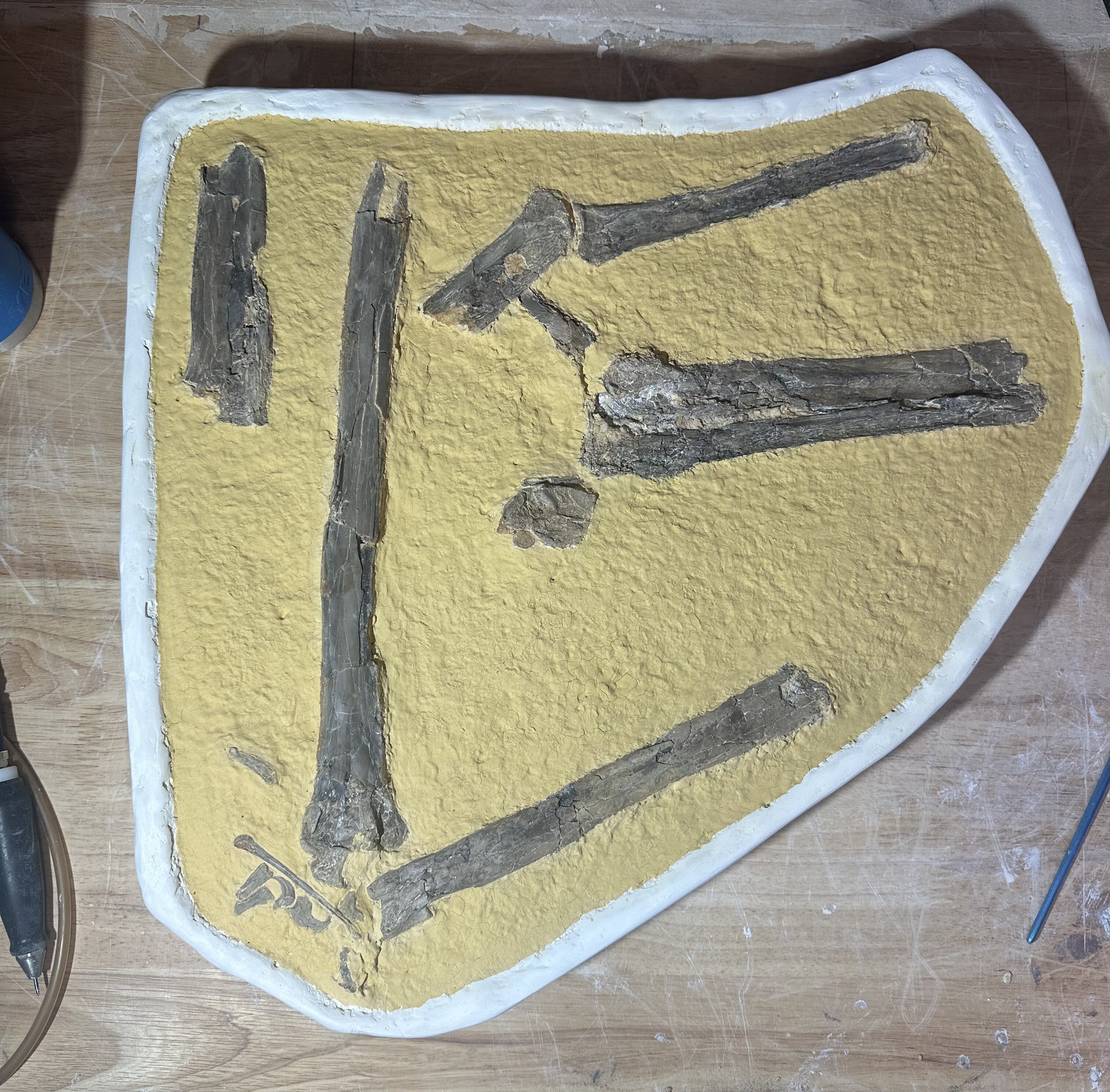 Pteranodon Prep - Page 2 - Fossil Preparation - The Fossil Forum