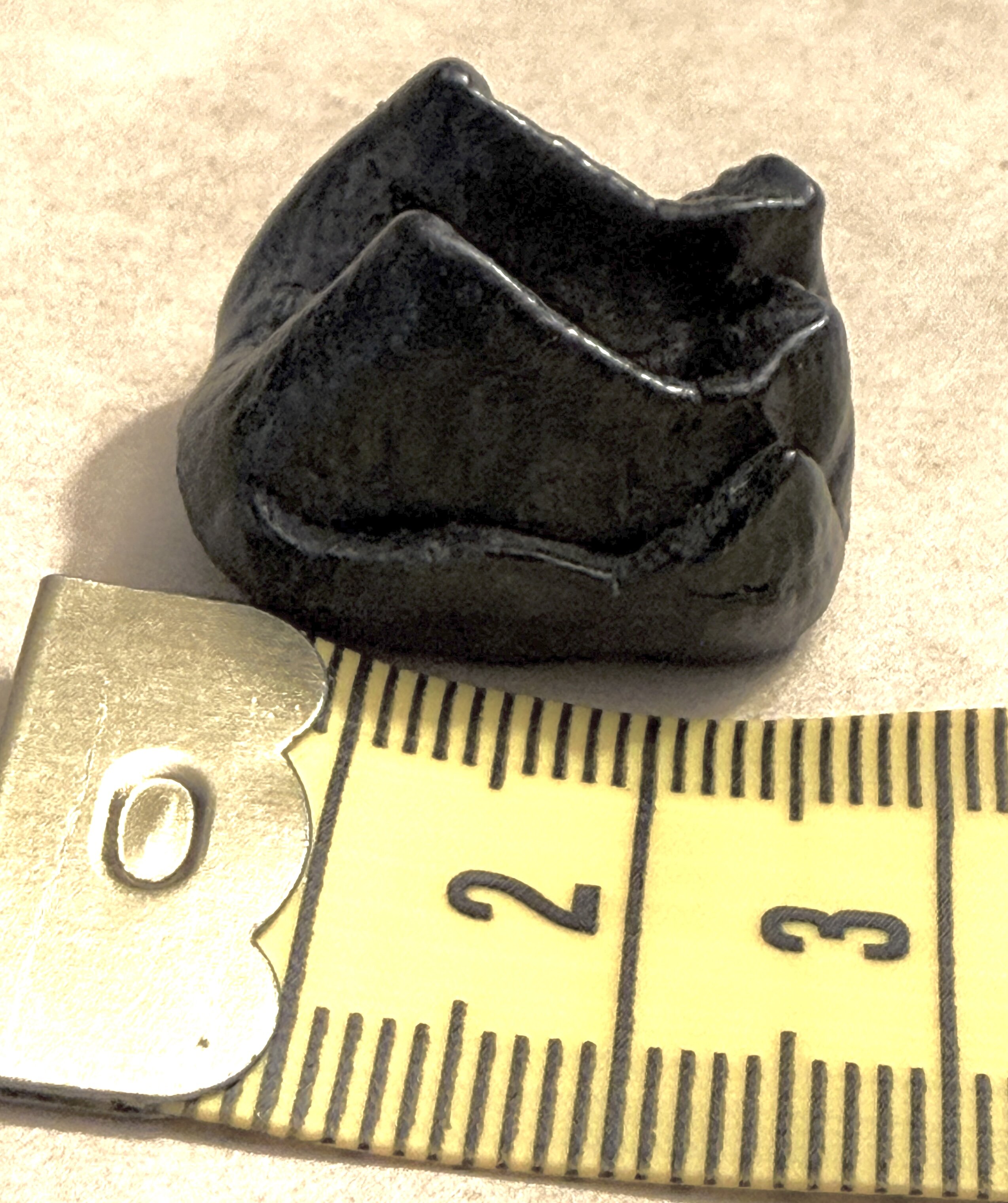 Tapir tooth? - Fossil ID - The Fossil Forum