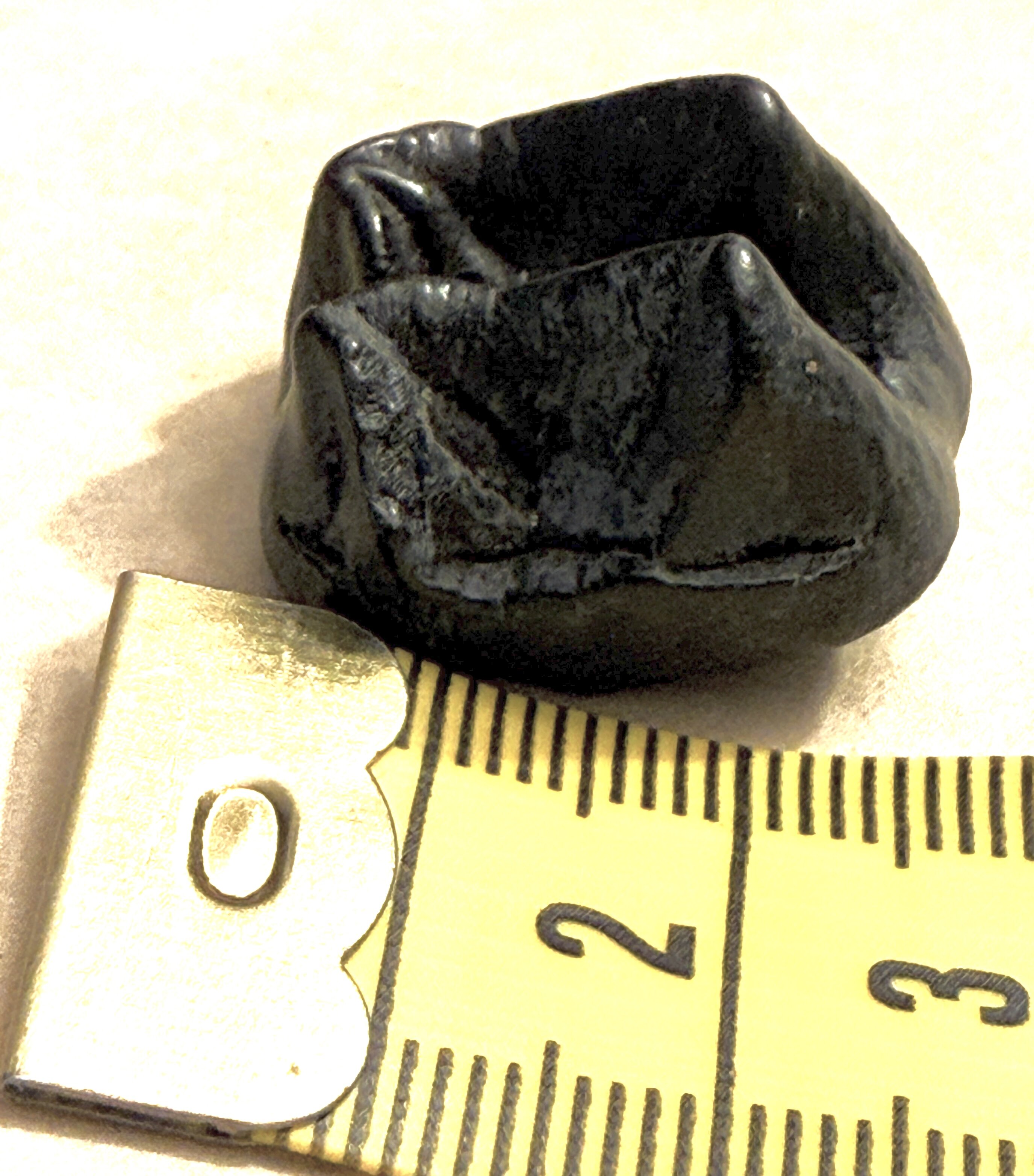 Tapir tooth? - Fossil ID - The Fossil Forum