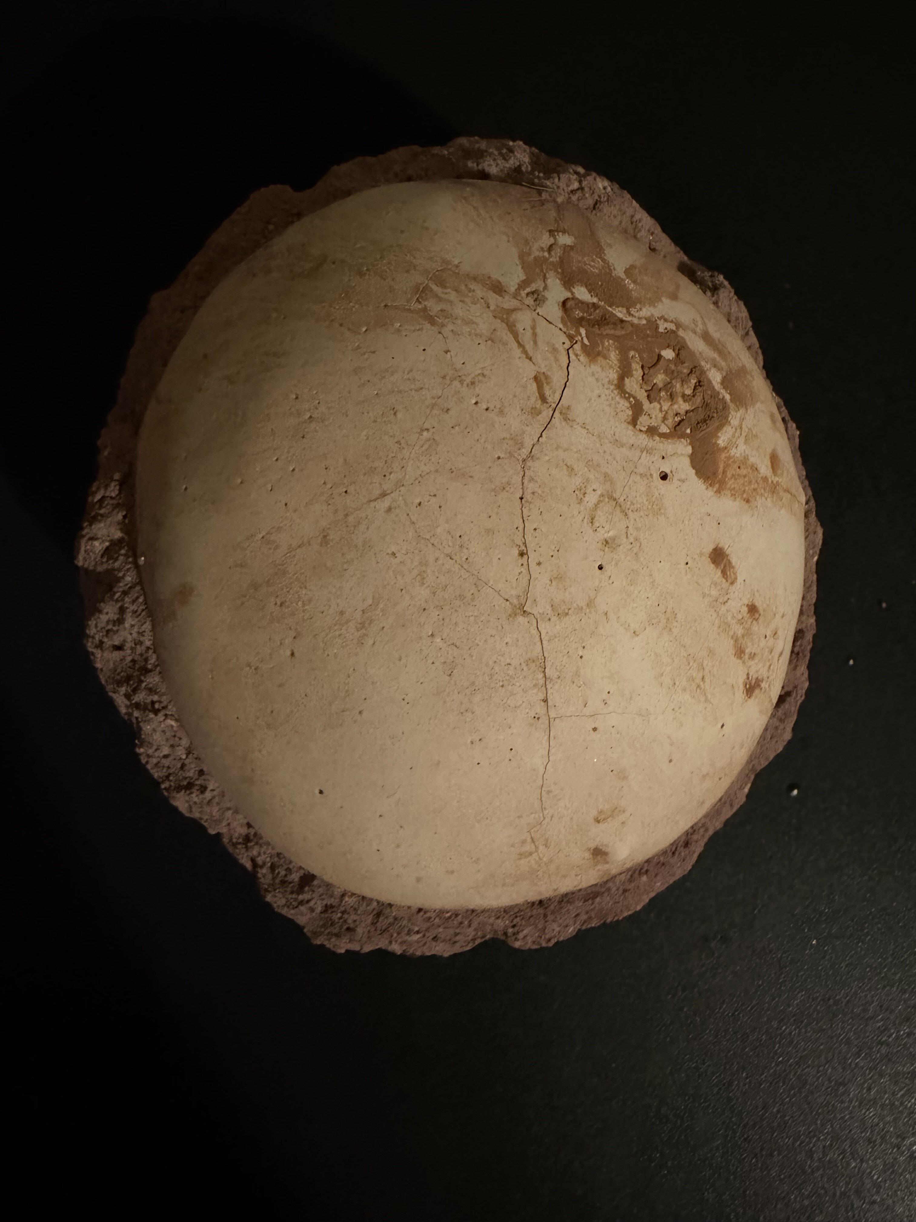 CT scans don’t lie: A surprising fake segnosaur egg! - Is It Real? How ...