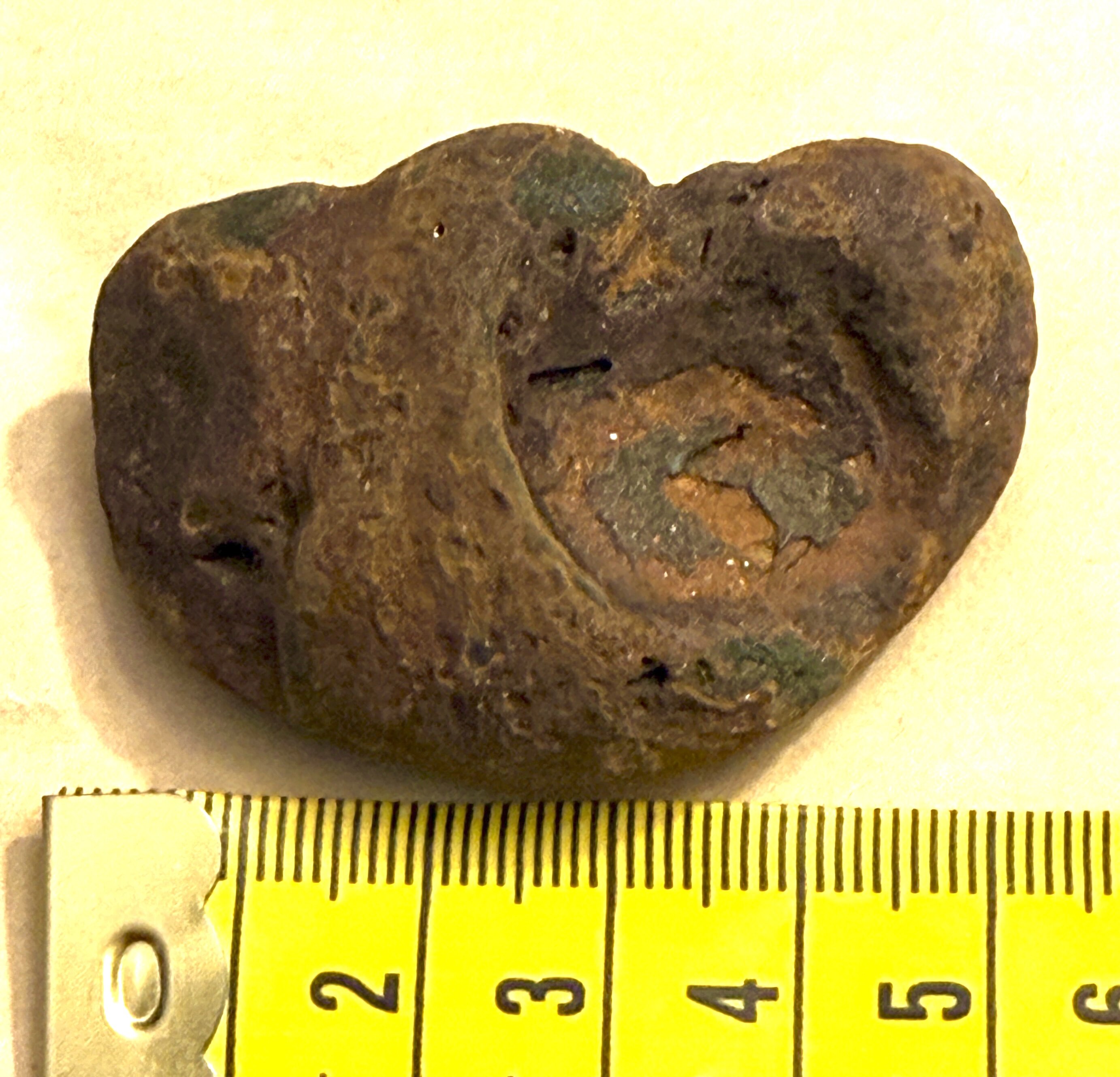Fossil coloration question SC beach - Fossil ID - The Fossil Forum