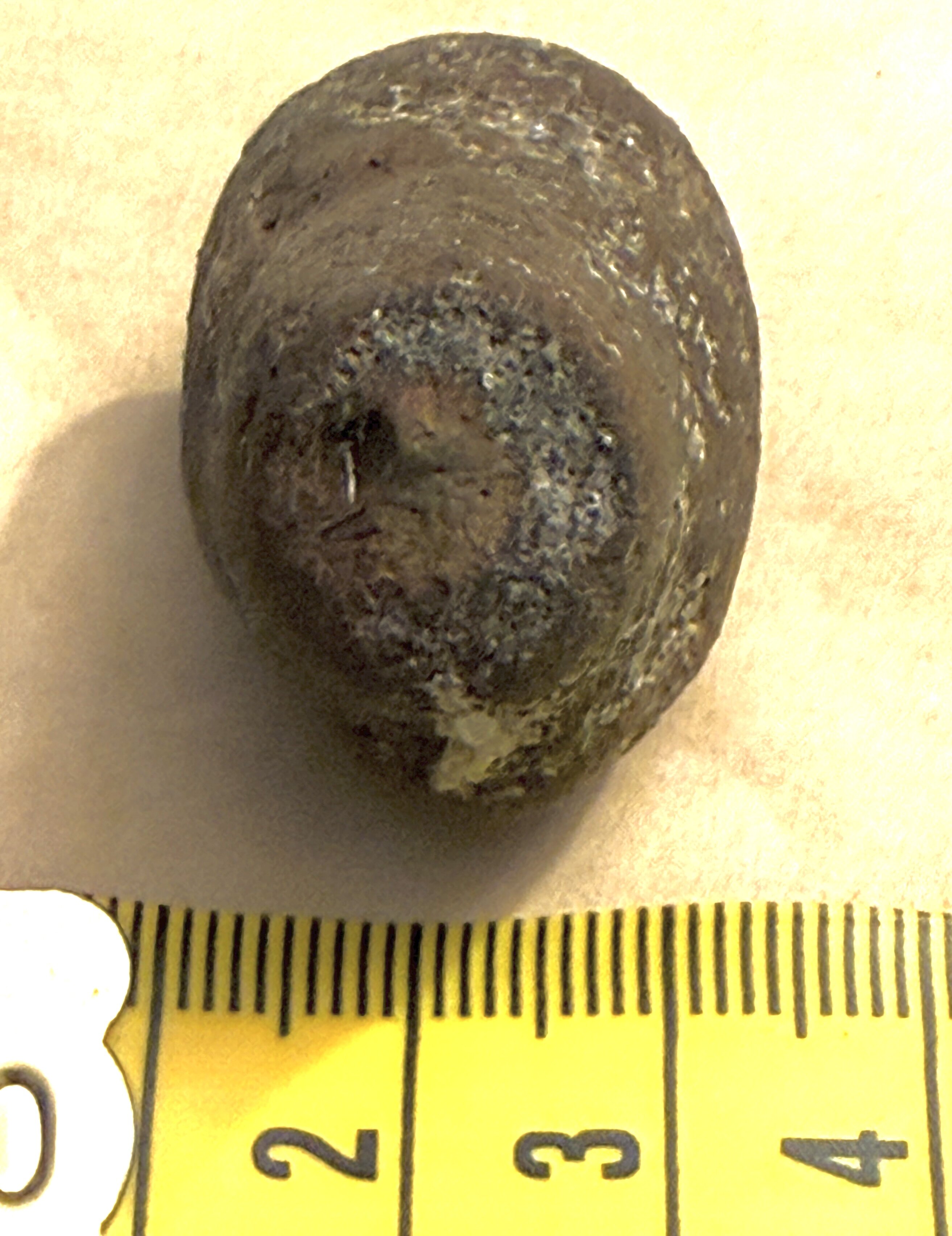 Fossil coloration question SC beach - Fossil ID - The Fossil Forum