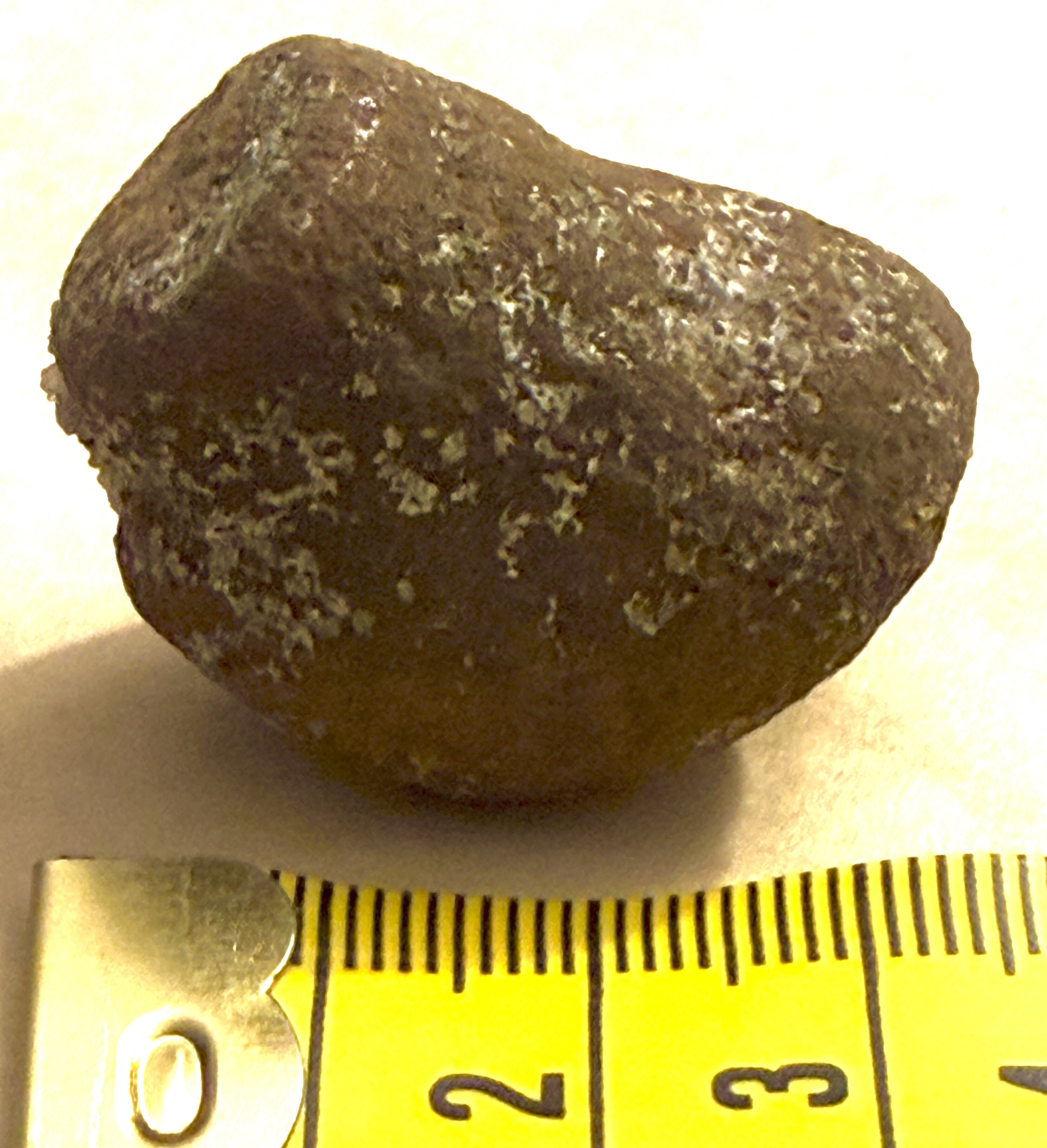 Fossil coloration question SC beach - Fossil ID - The Fossil Forum