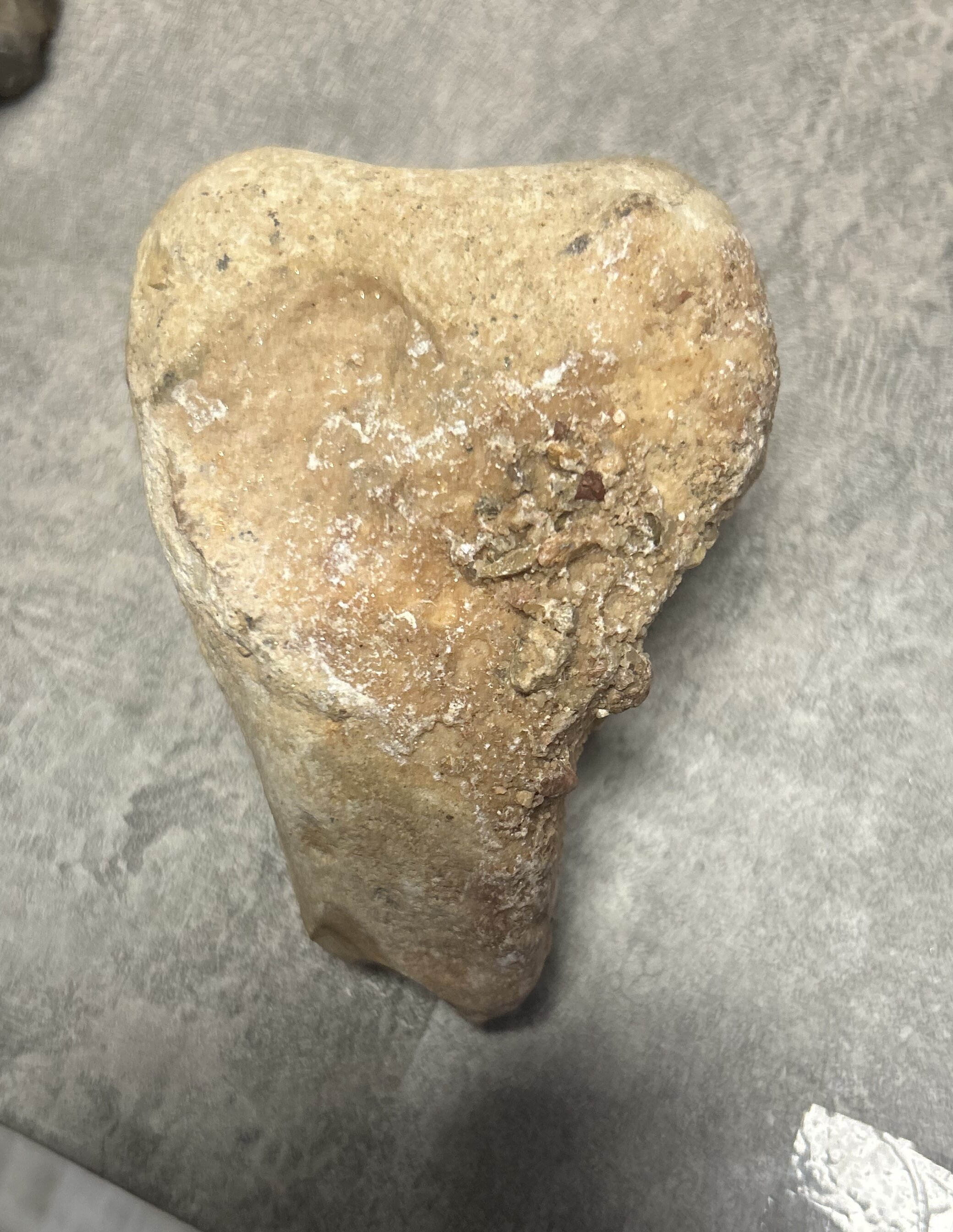 Prehistoric upper femoral bone? - Fossil ID - The Fossil Forum