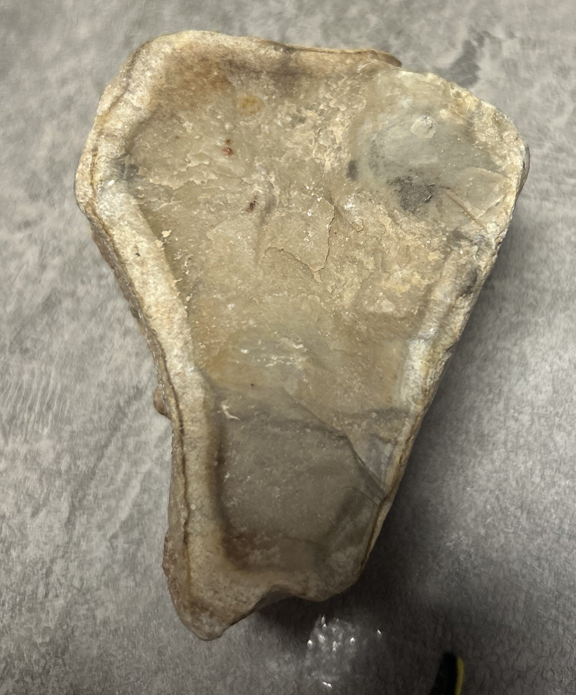 Prehistoric upper femoral bone? - Fossil ID - The Fossil Forum