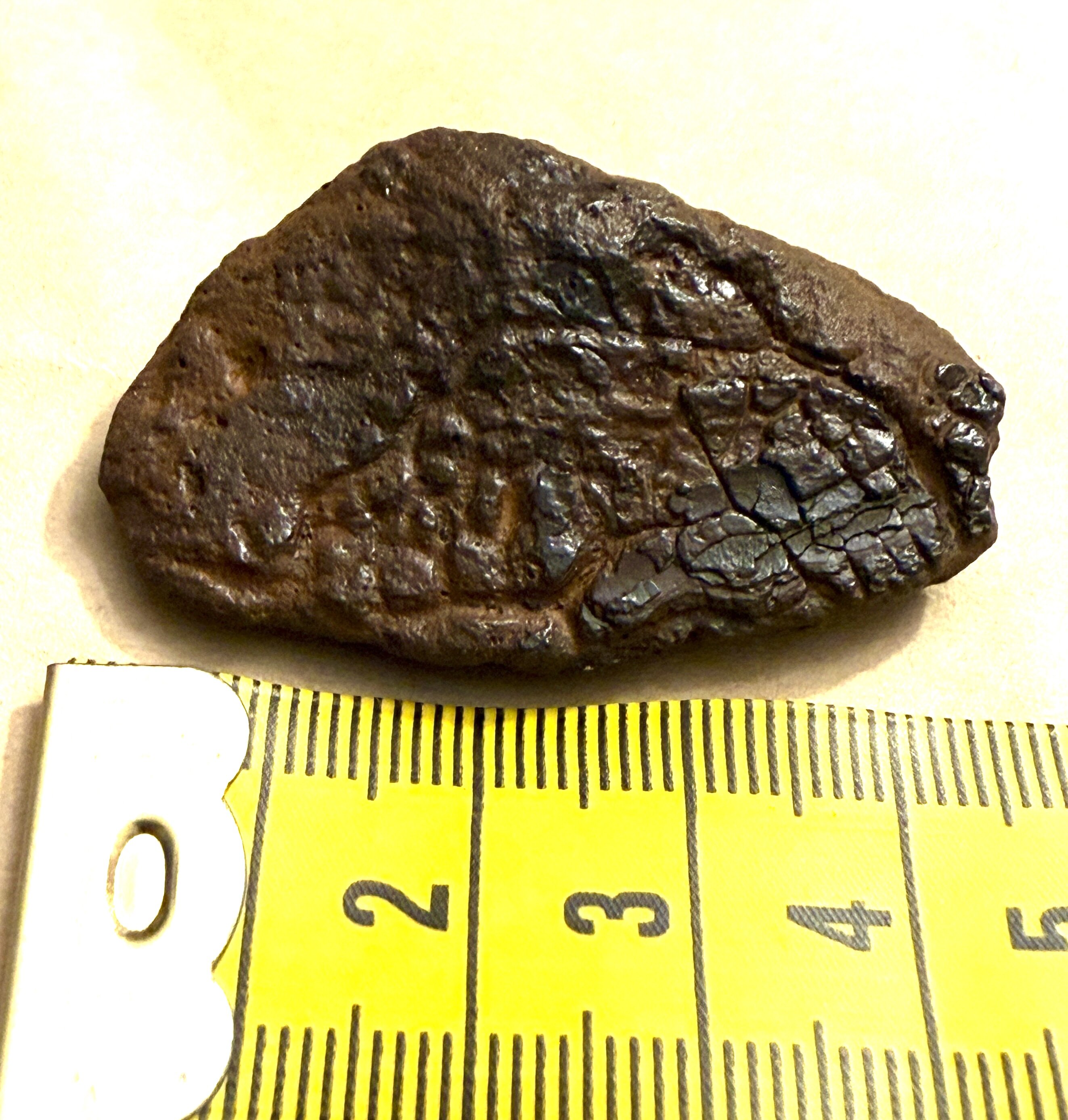 Fossil coloration question SC beach - Fossil ID - The Fossil Forum