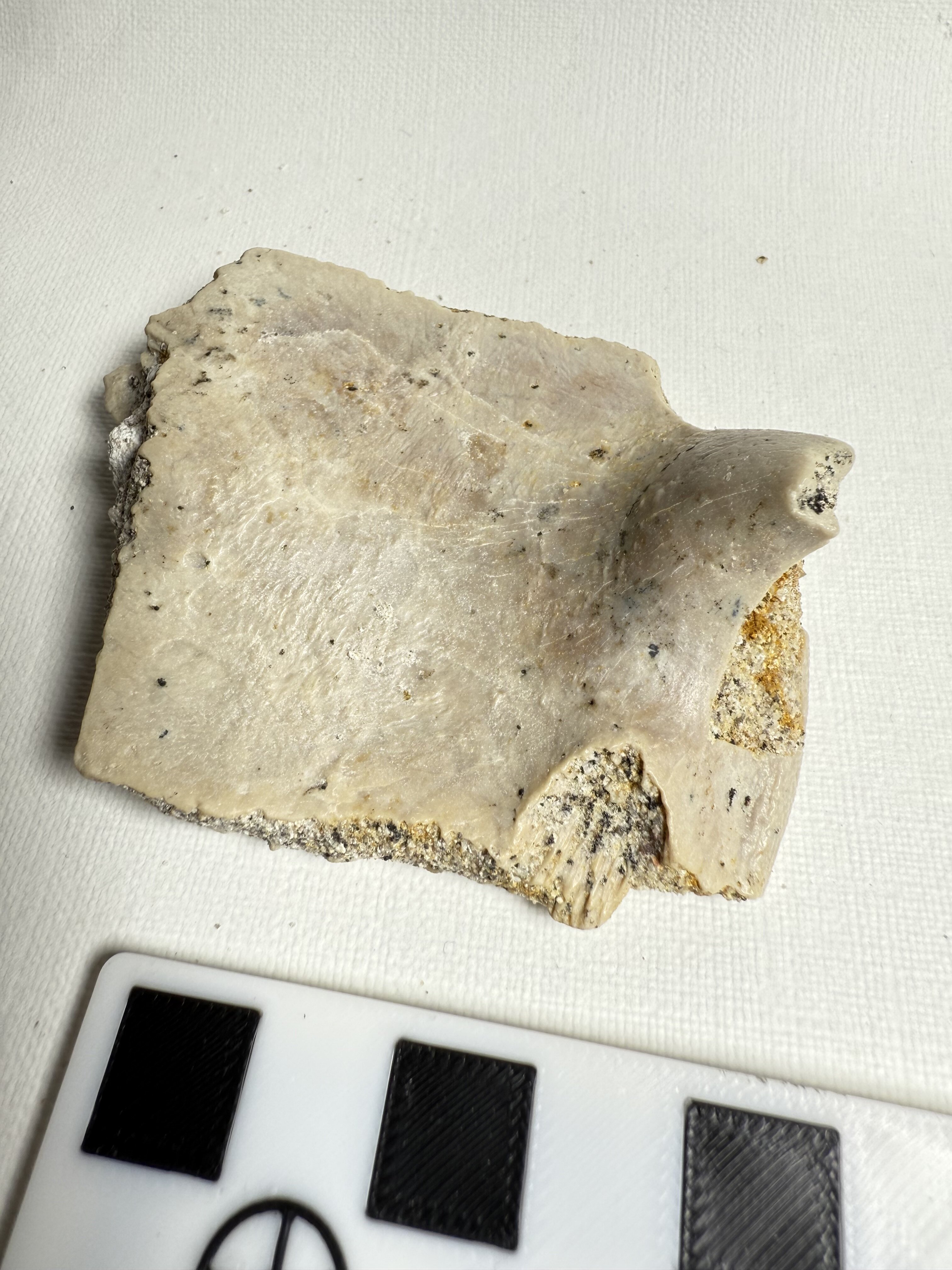 ~White River~ (Correction-Cretaceous Larimer Formation) osteoderm ...