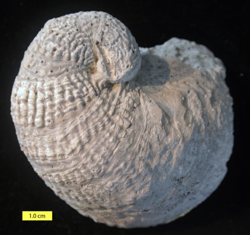 Possible clam fossil? - Fossil ID - The Fossil Forum