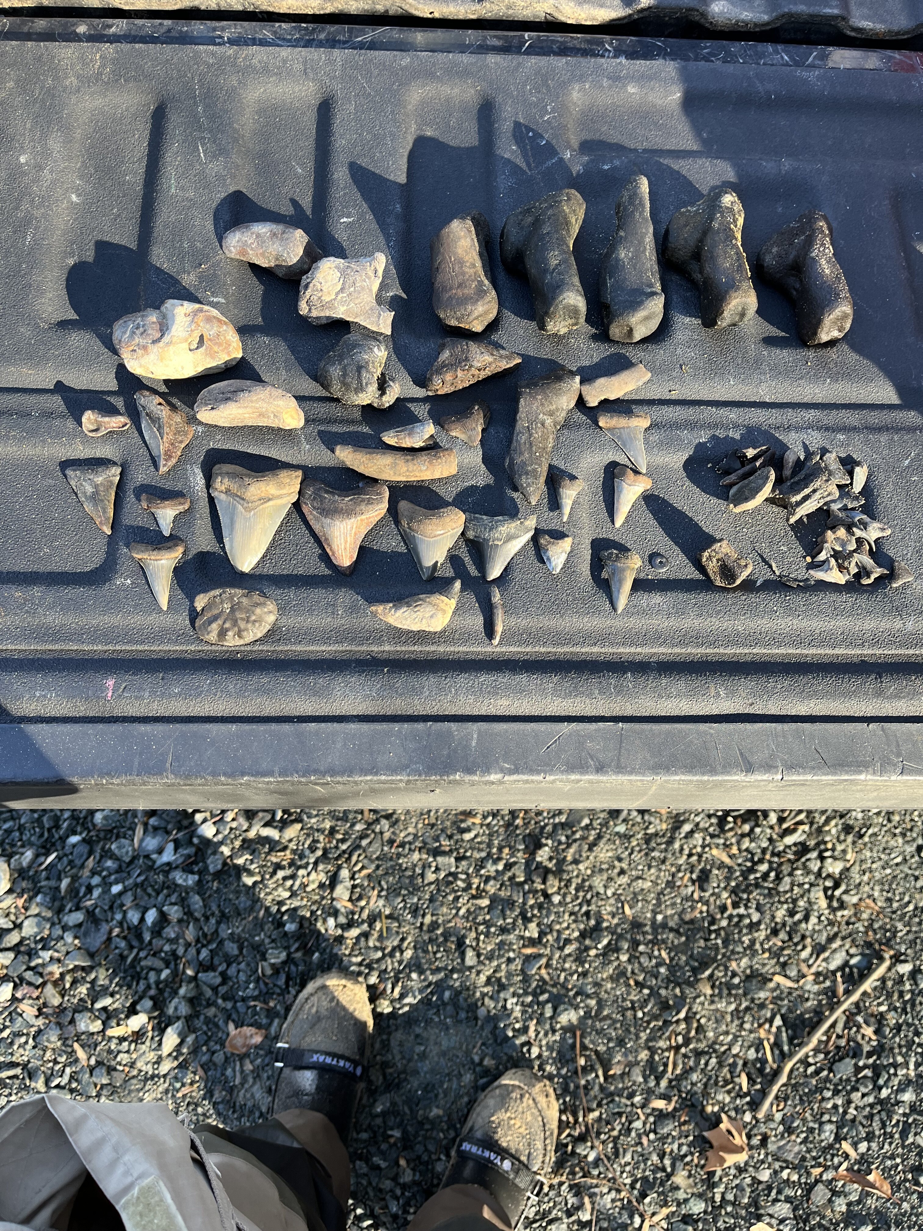 Virginia miocene sampler - Fossil Hunting Trips - The Fossil Forum