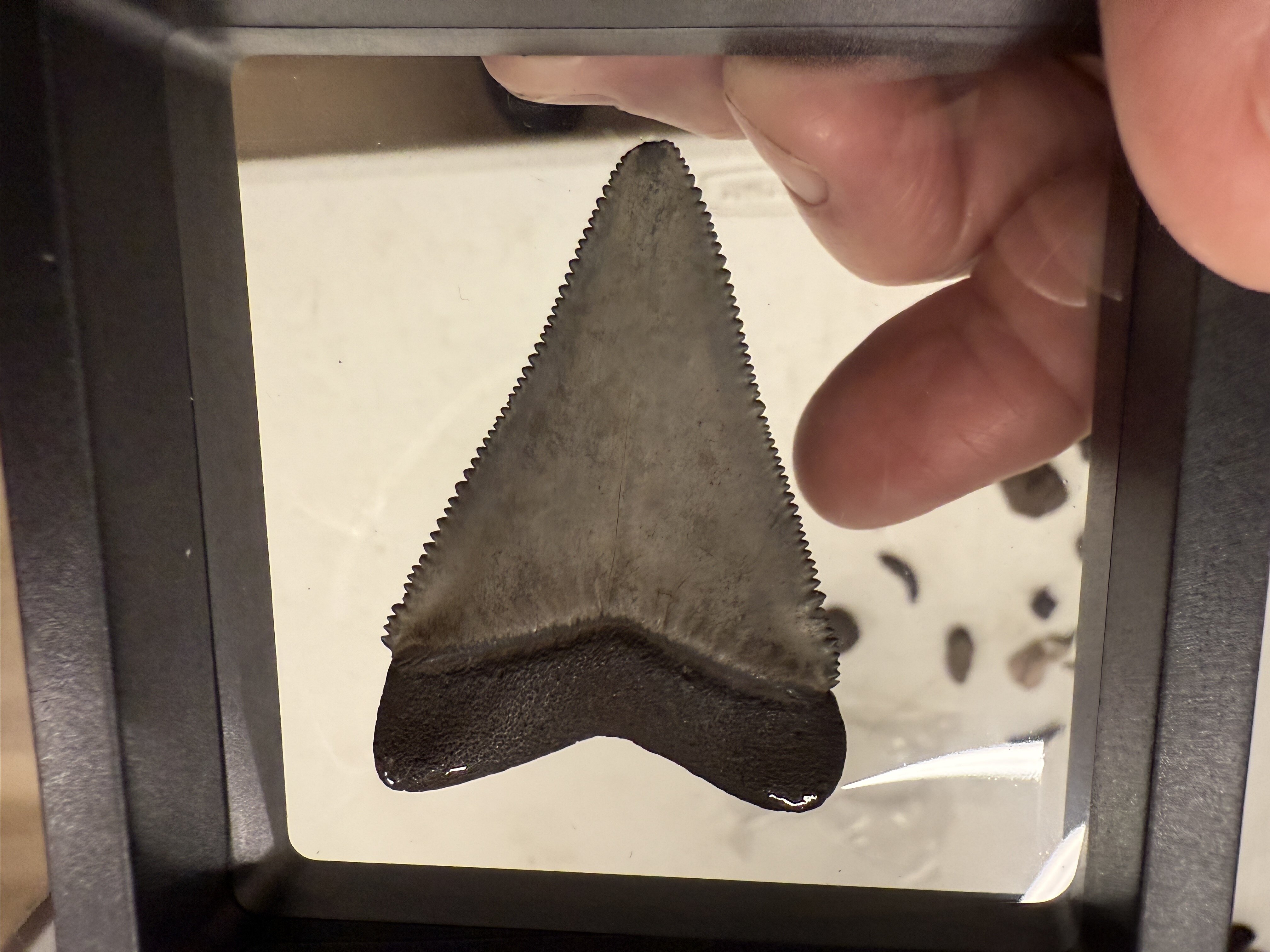 Fossil Club meeting last night - General Fossil Discussion - The Fossil ...