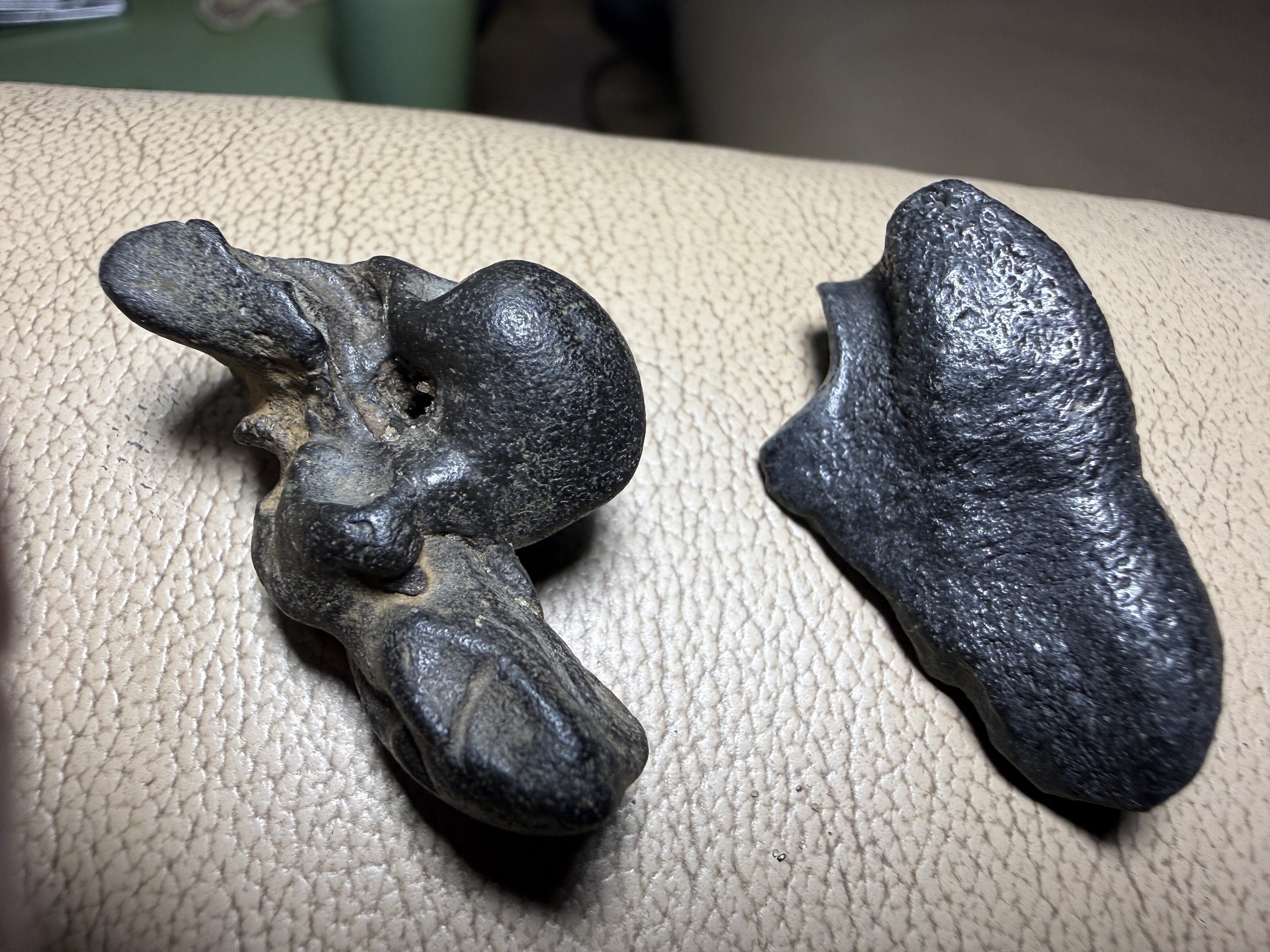 Deja Vu, all over again - Fossil Hunting Trips - The Fossil Forum