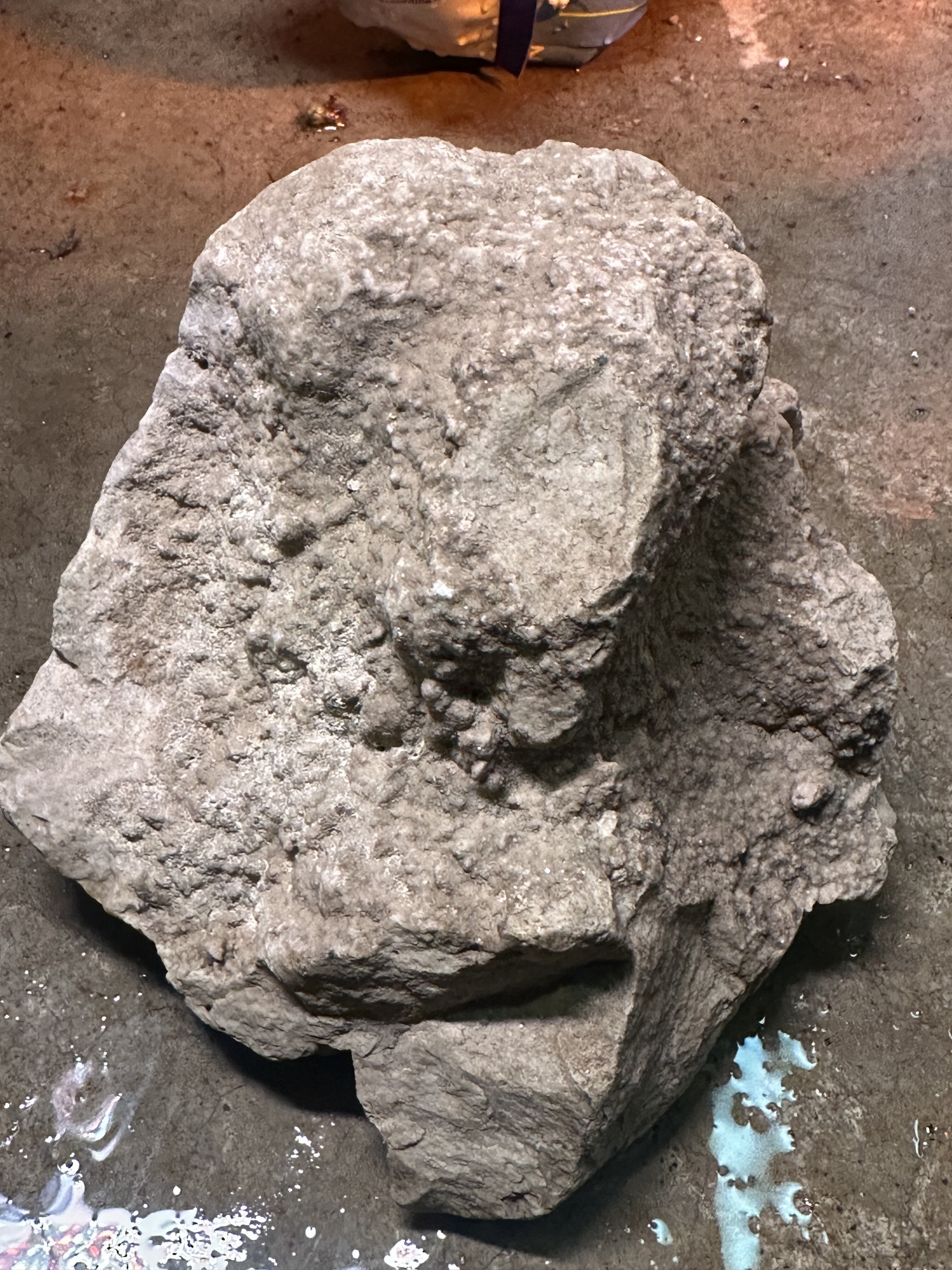 Help identifying - Fossil ID - The Fossil Forum