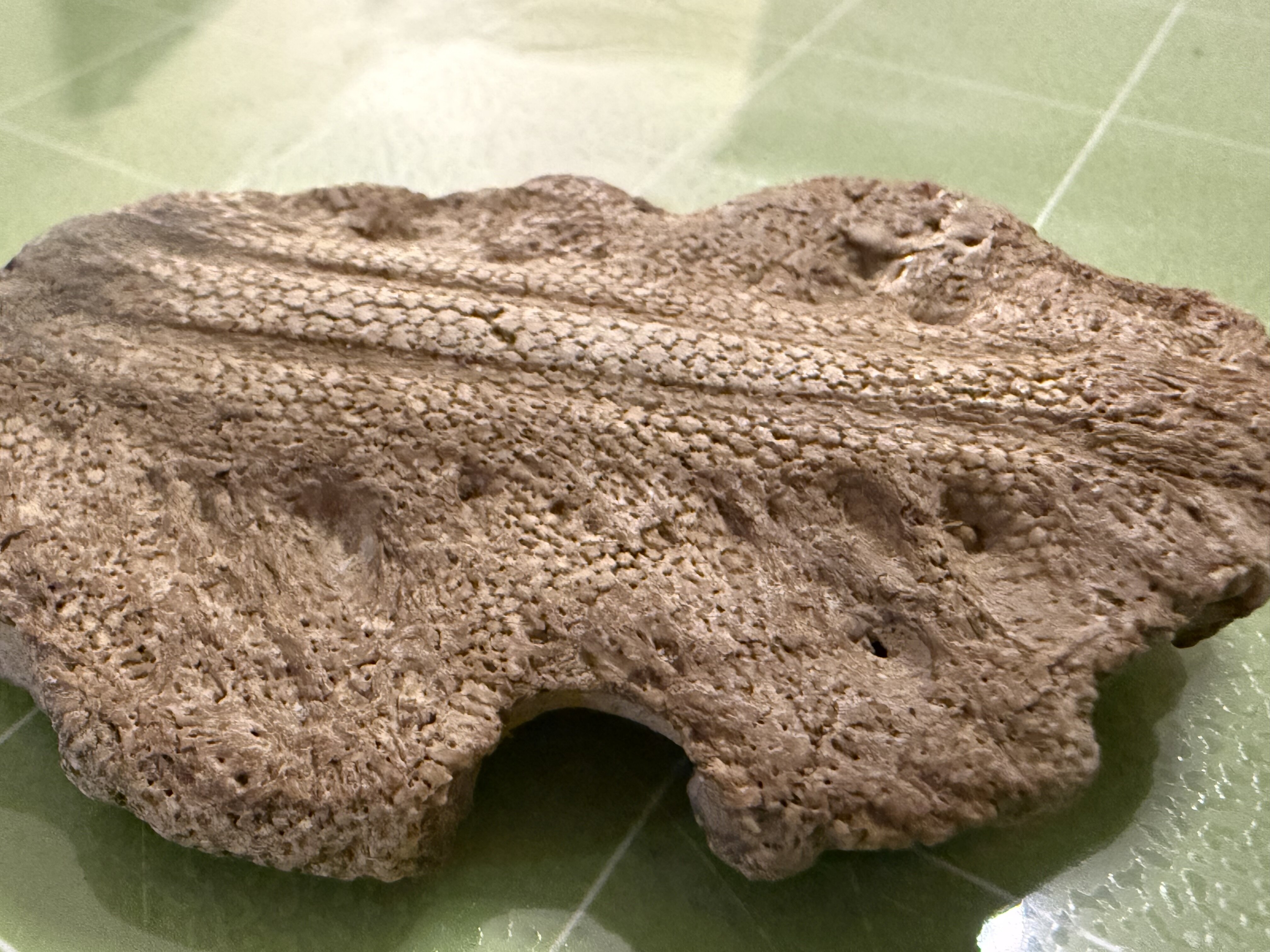 Mysterious Fossil Found While Beach-combing - Fossil ID - The Fossil Forum