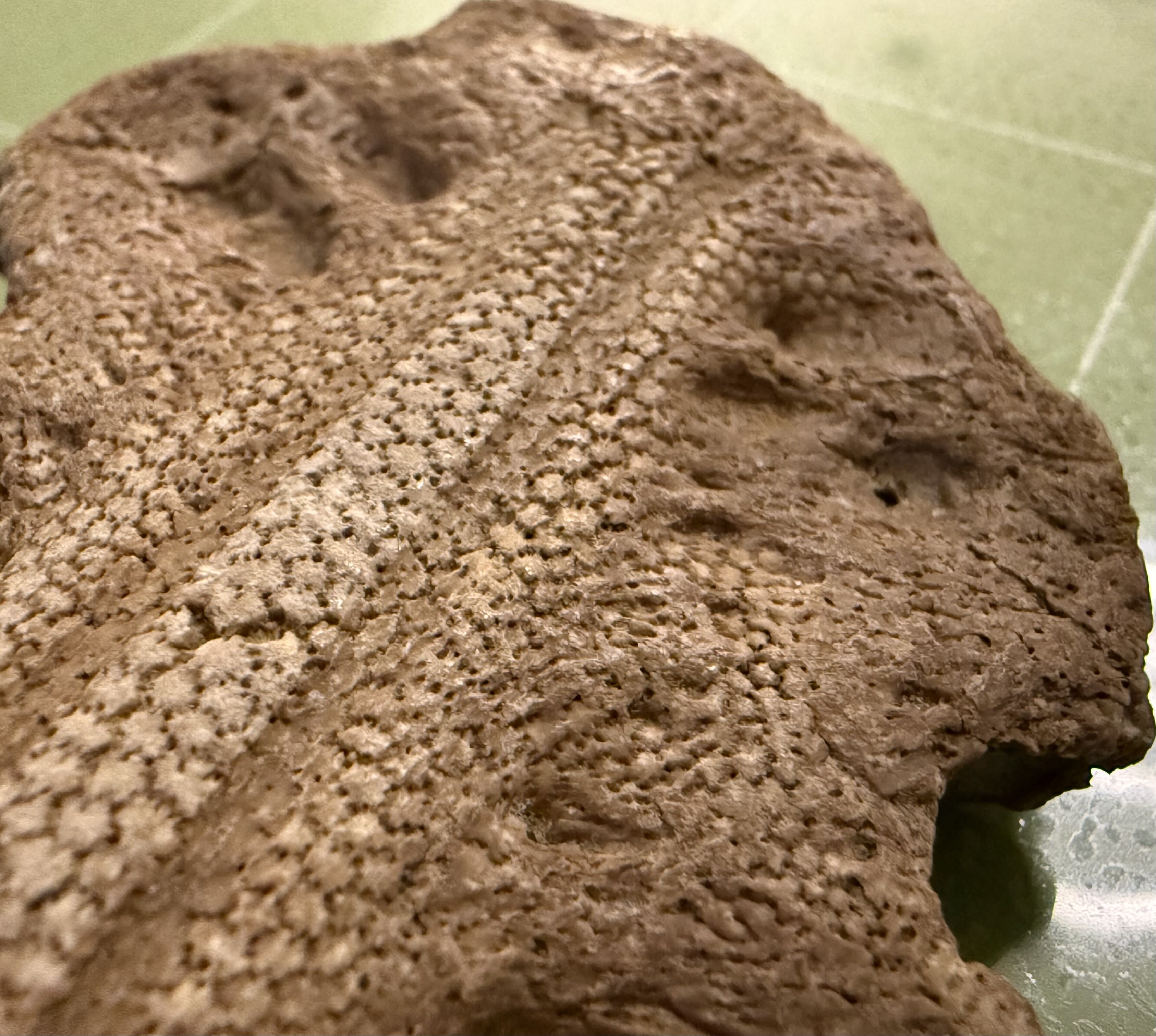 Mysterious Fossil Found While Beach-combing - Fossil ID - The Fossil Forum