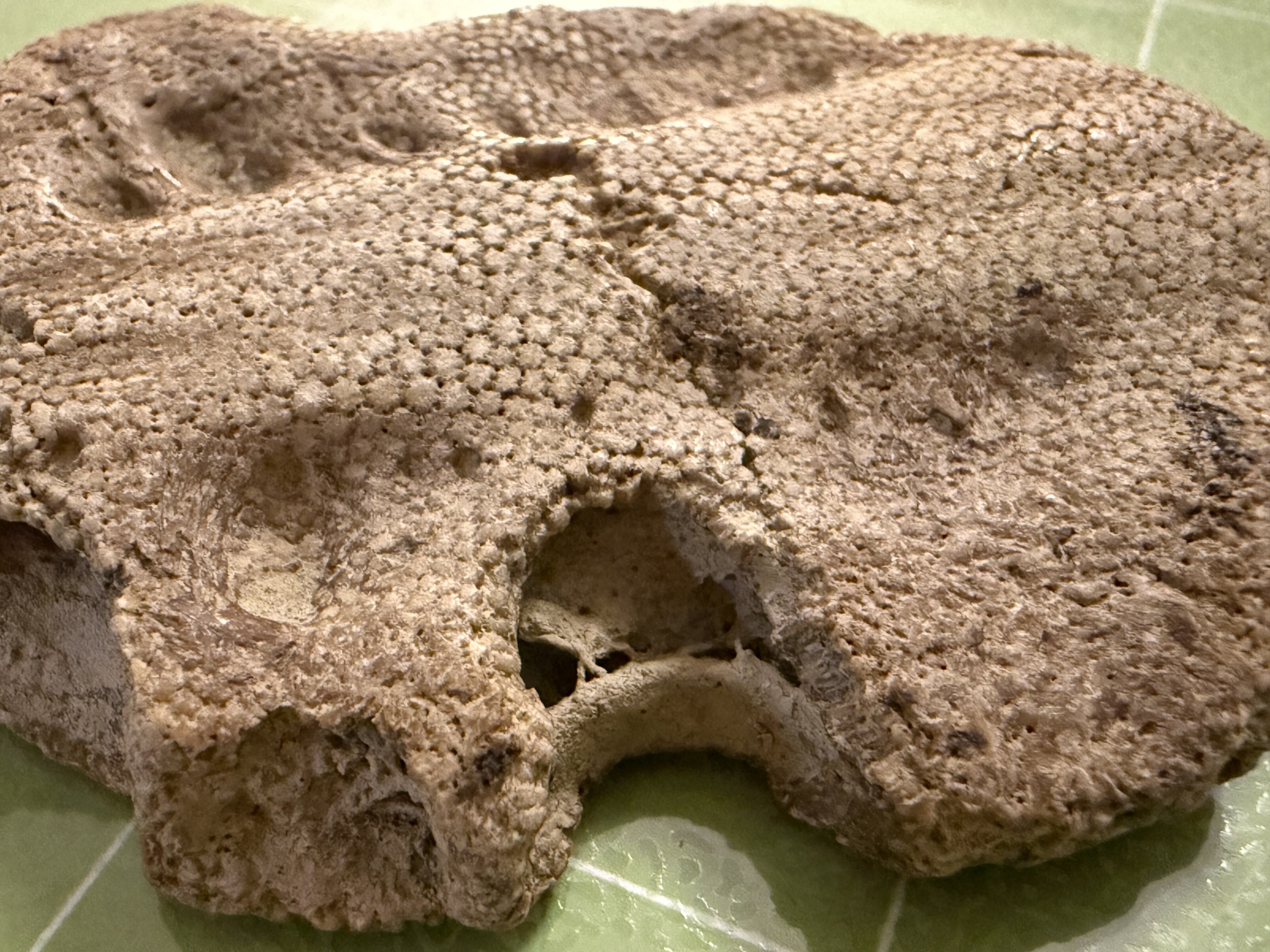 Mysterious Fossil Found While Beach-combing - Fossil ID - The Fossil Forum