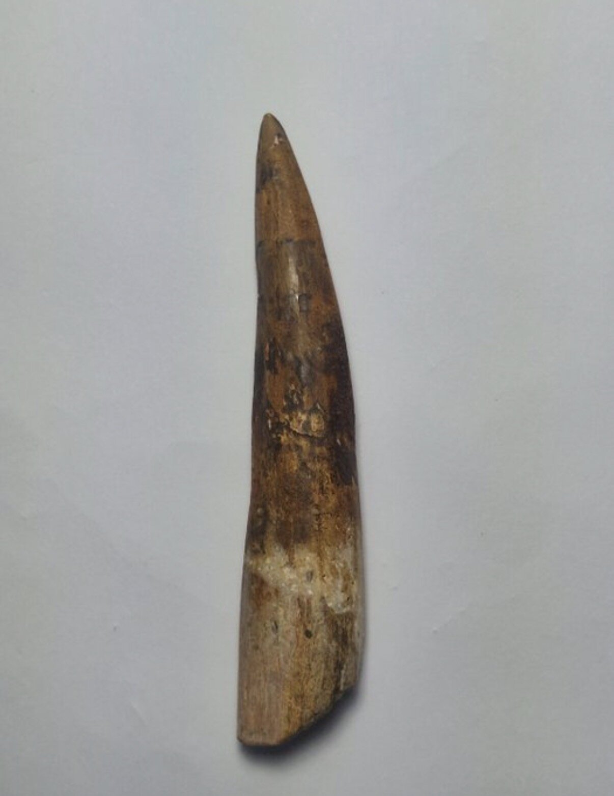Spinosaurus tooth - Is It Real? How to Recognize Fossil Fabrications ...