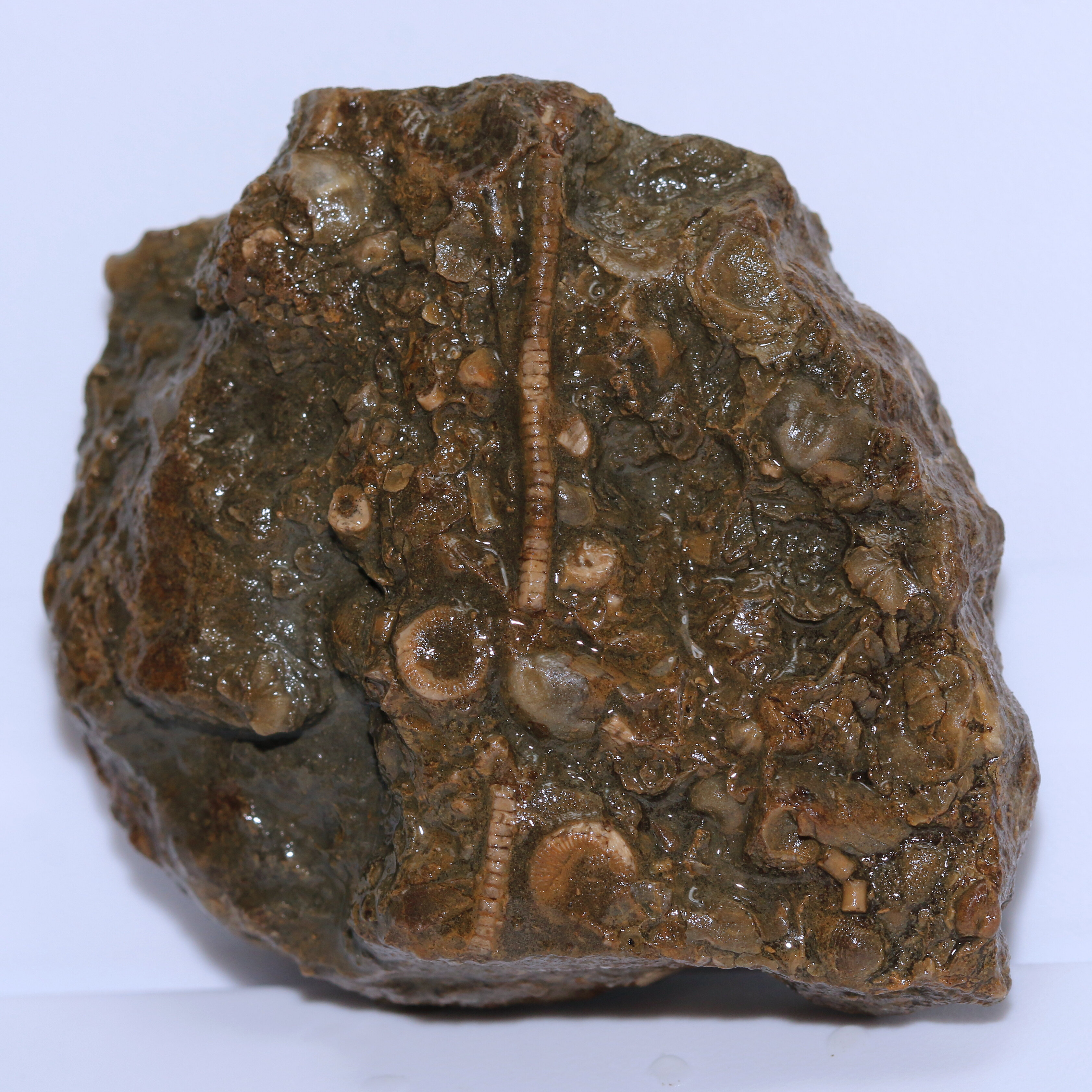 SE Oklahoma Marine Fossils? - Fossil ID - The Fossil Forum