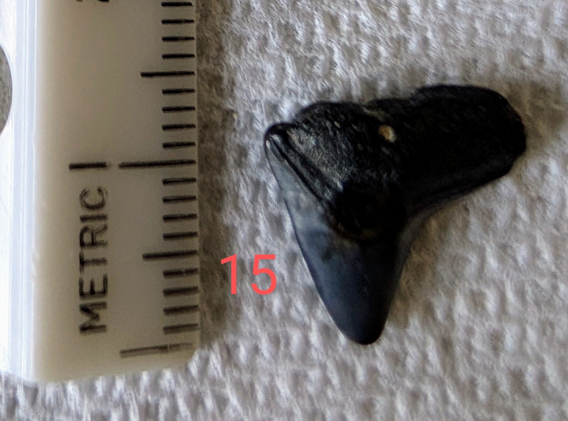 Shark teeth ID all from Sarasota county in Florida - Fossil ID - The ...