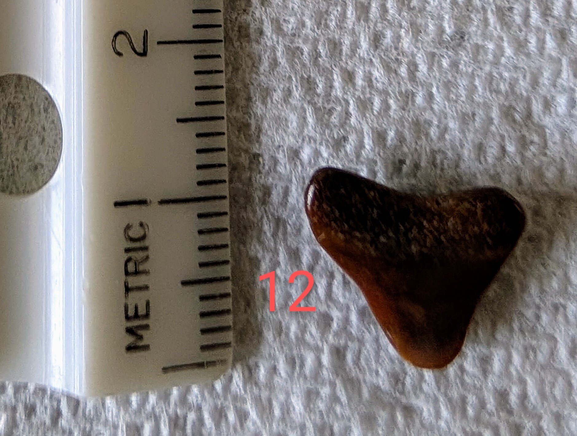 Shark teeth ID all from Sarasota county in Florida - Fossil ID - The ...