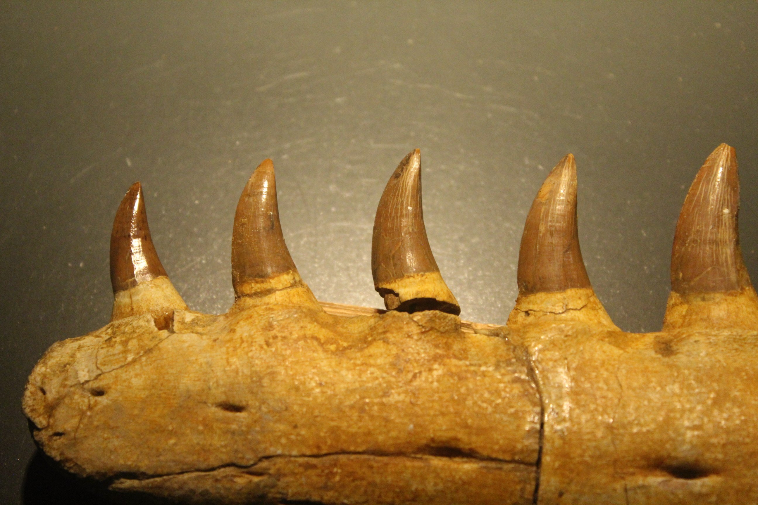 Occurrences of Mosasaurus lemmonieri and Prognathodon sectorius in ...