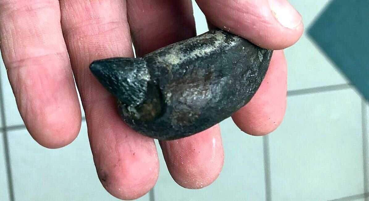 Cetacean fossil ID - Fossil ID - The Fossil Forum