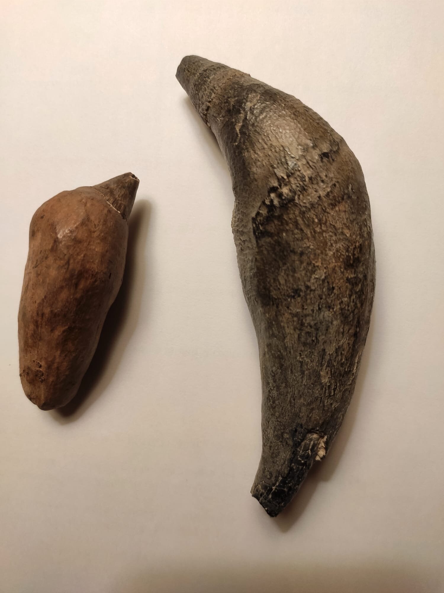Cetacean fossil ID - Fossil ID - The Fossil Forum