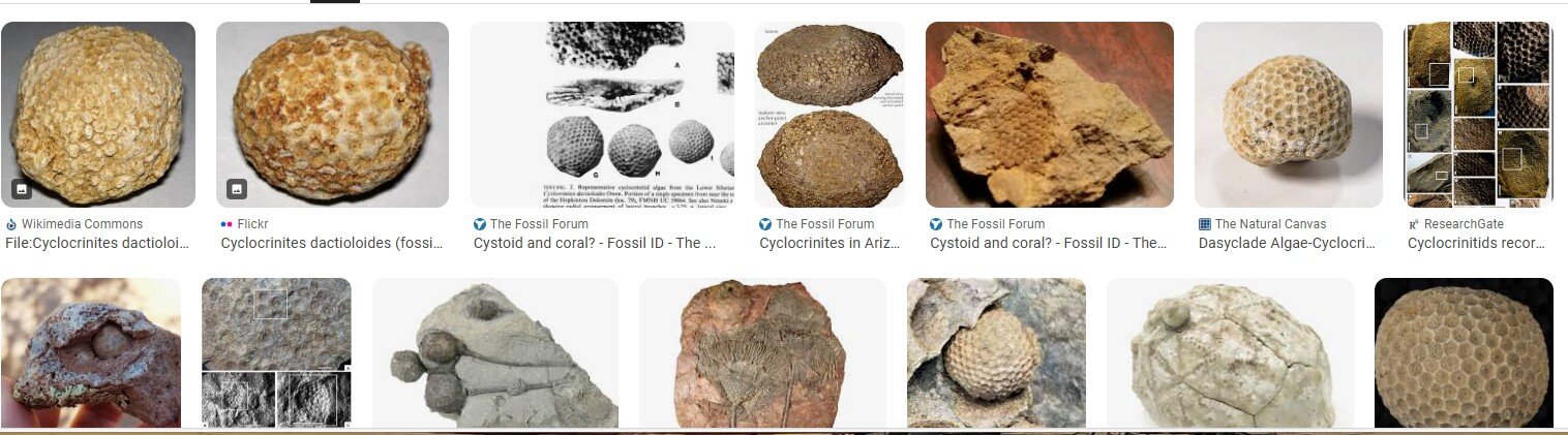 ADAM'S SILURIAN - Member Collections - The Fossil Forum