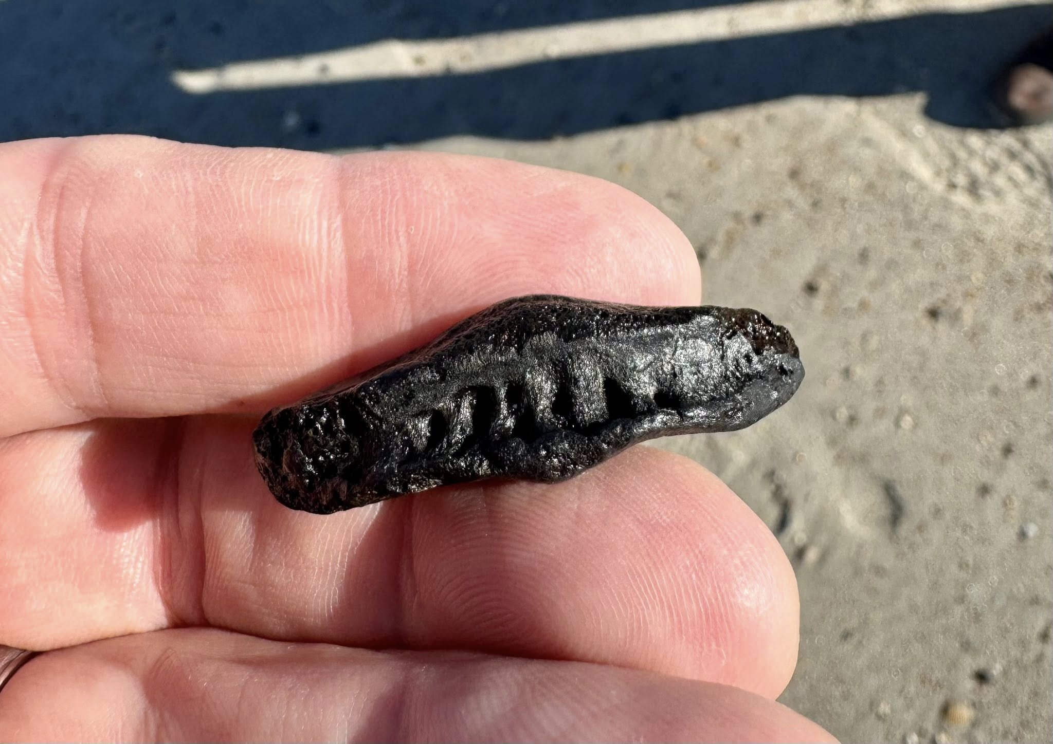 NE Florida Beach Find ID Help Please - Fossil ID - The Fossil Forum