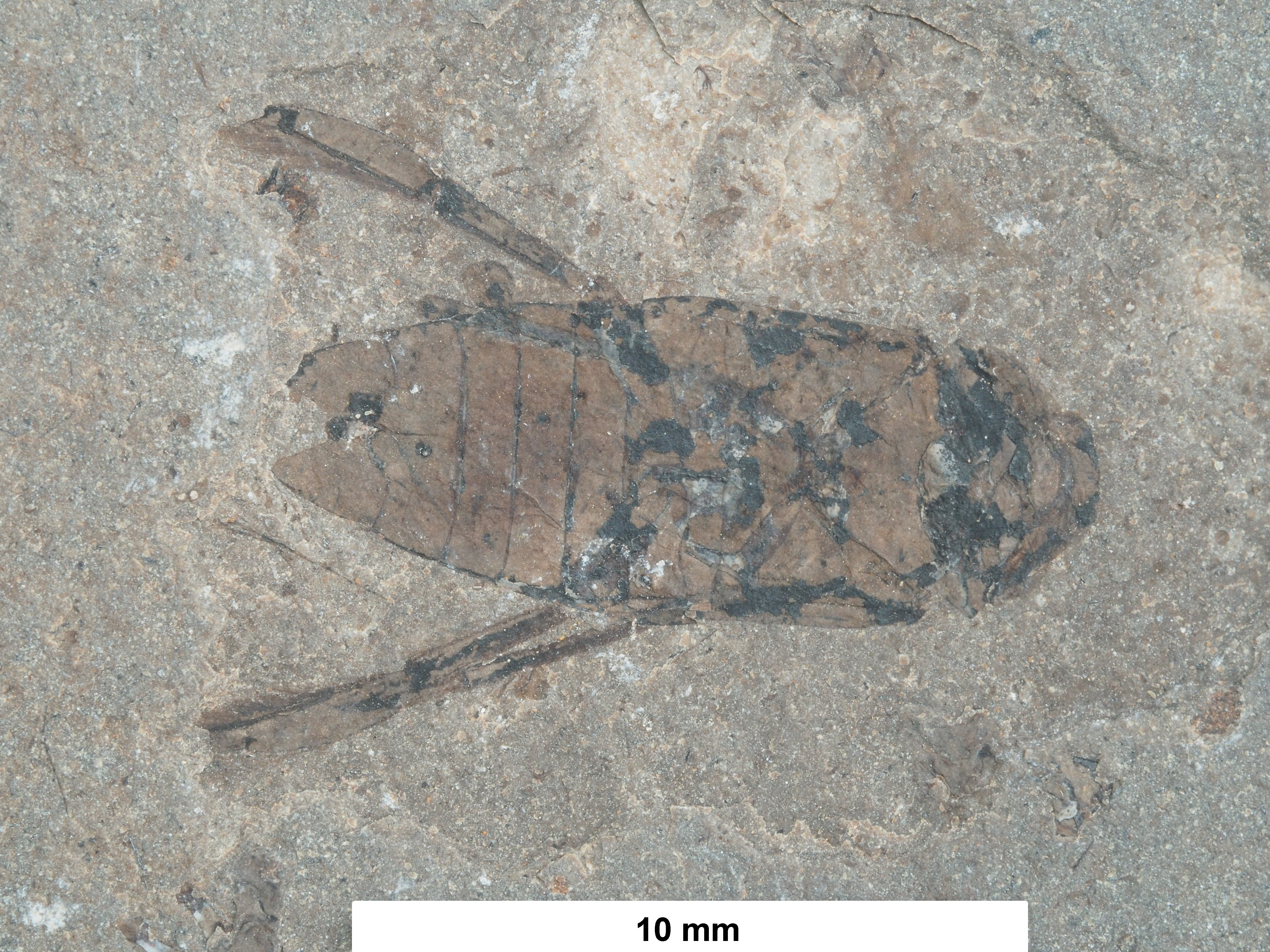 Jurassic insects from Daohugou - Fossil ID - The Fossil Forum