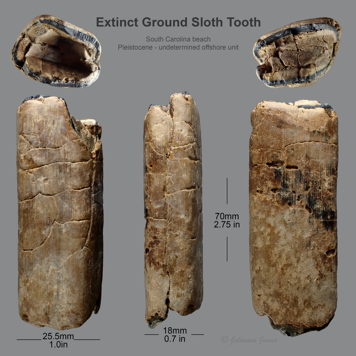 Extinct Ground Sloth Tooth 2.png - Member Collections - The Fossil Forum