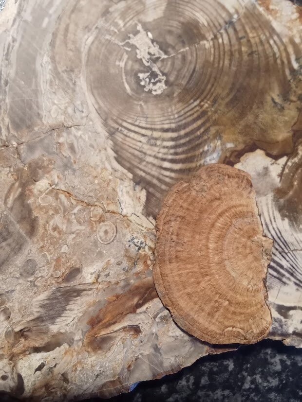 Fungus Comparison - Member Collections - The Fossil Forum
