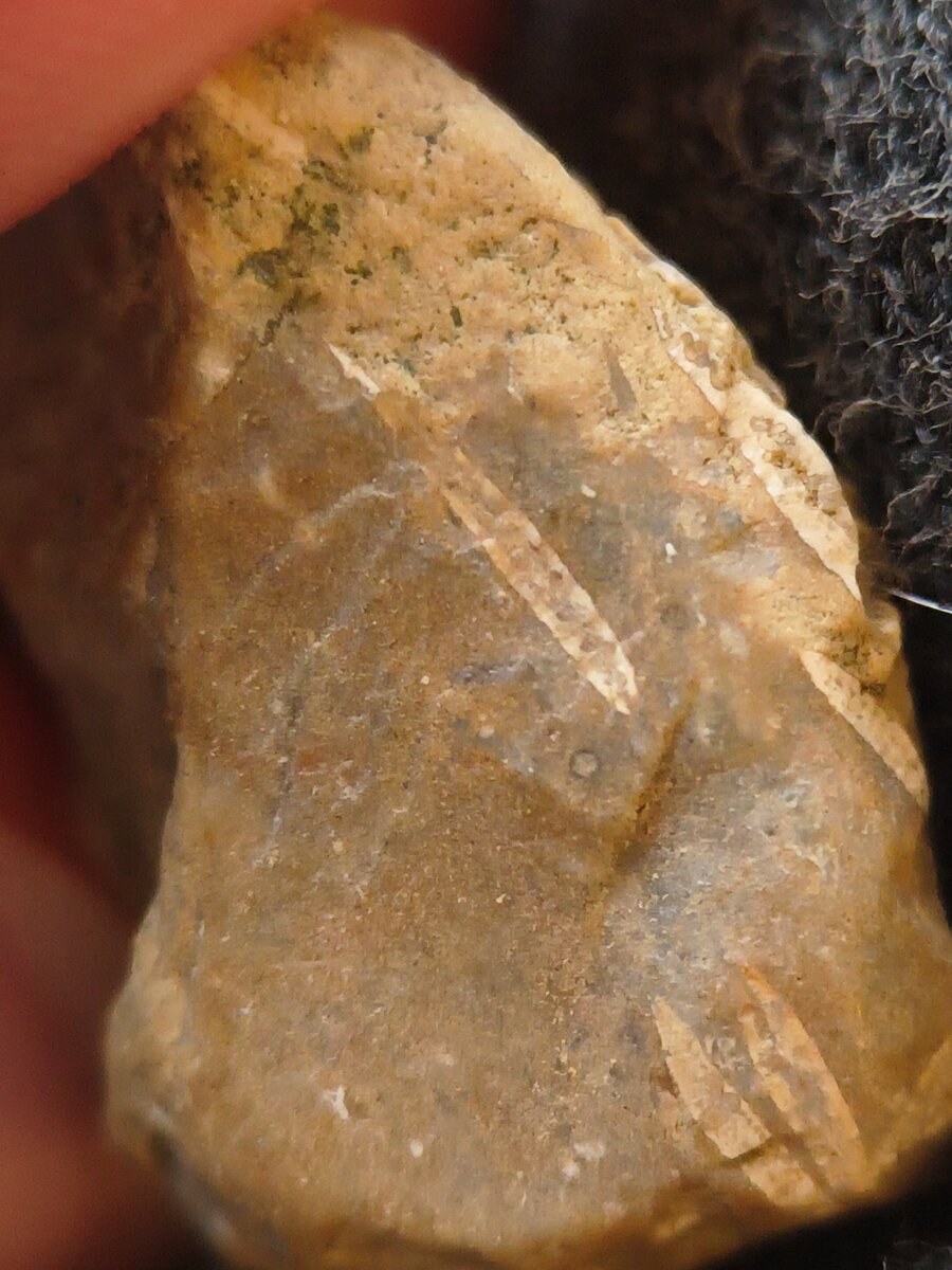 SRL106 Fenestella sp. Bryozoan - Pennsylvania - The Fossil Forum