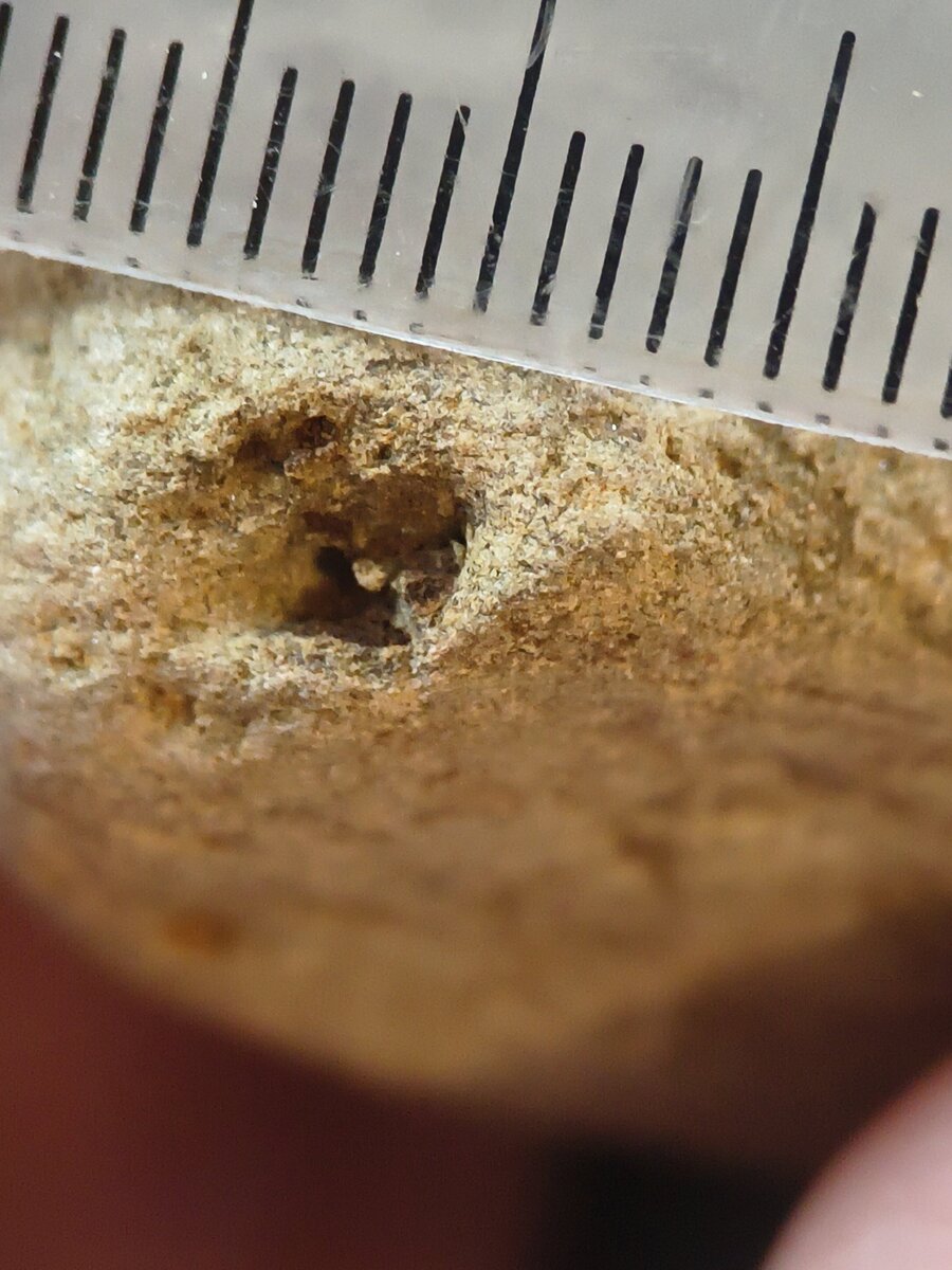 LE72 Indet. Trace Fossils - Pennsylvania - The Fossil Forum