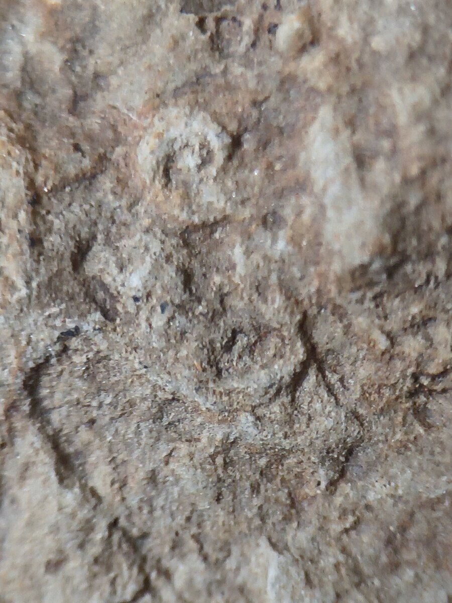 SRL162 Ichnofossils - Pennsylvania - The Fossil Forum