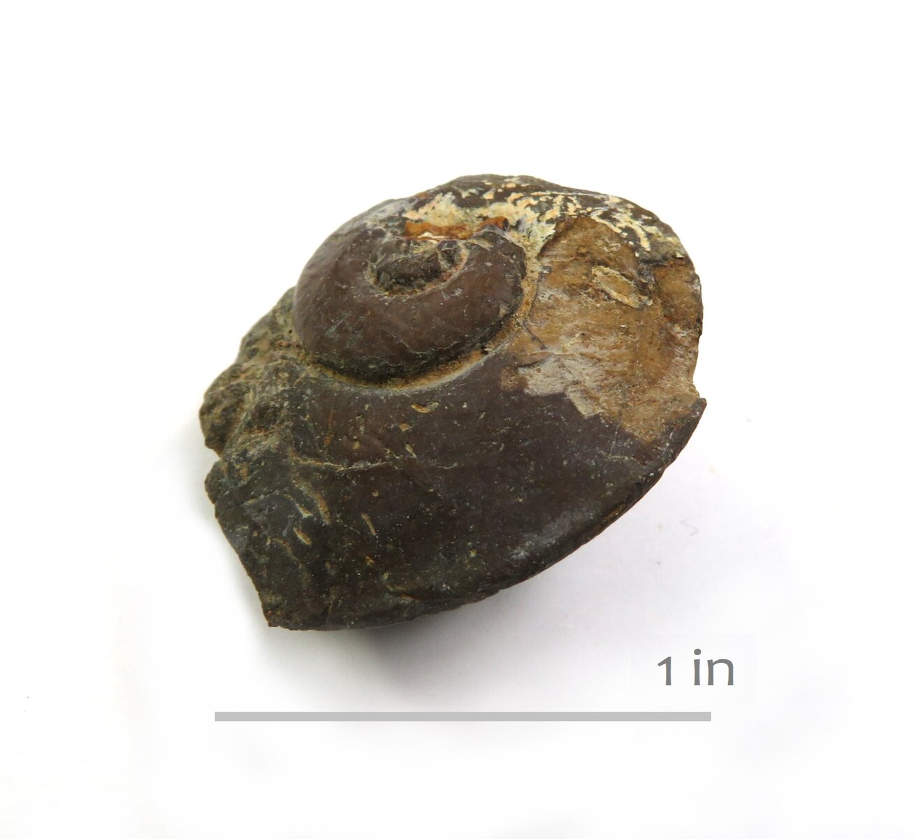 Gastropod Banis cf. Ozan - Austin Chalk Formation - Member Collections ...