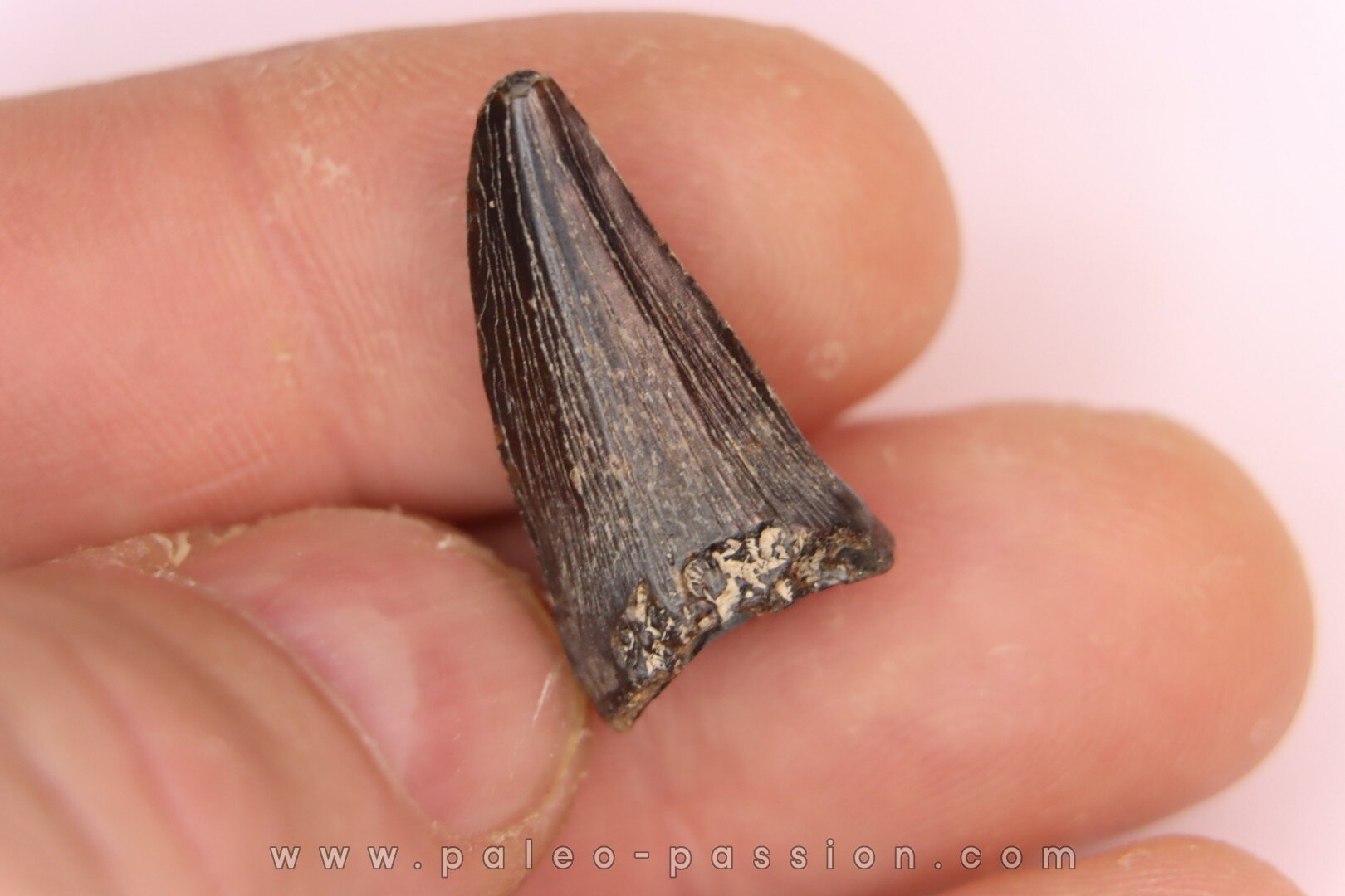 Alabama Mosasaur ID - Fossil ID - The Fossil Forum